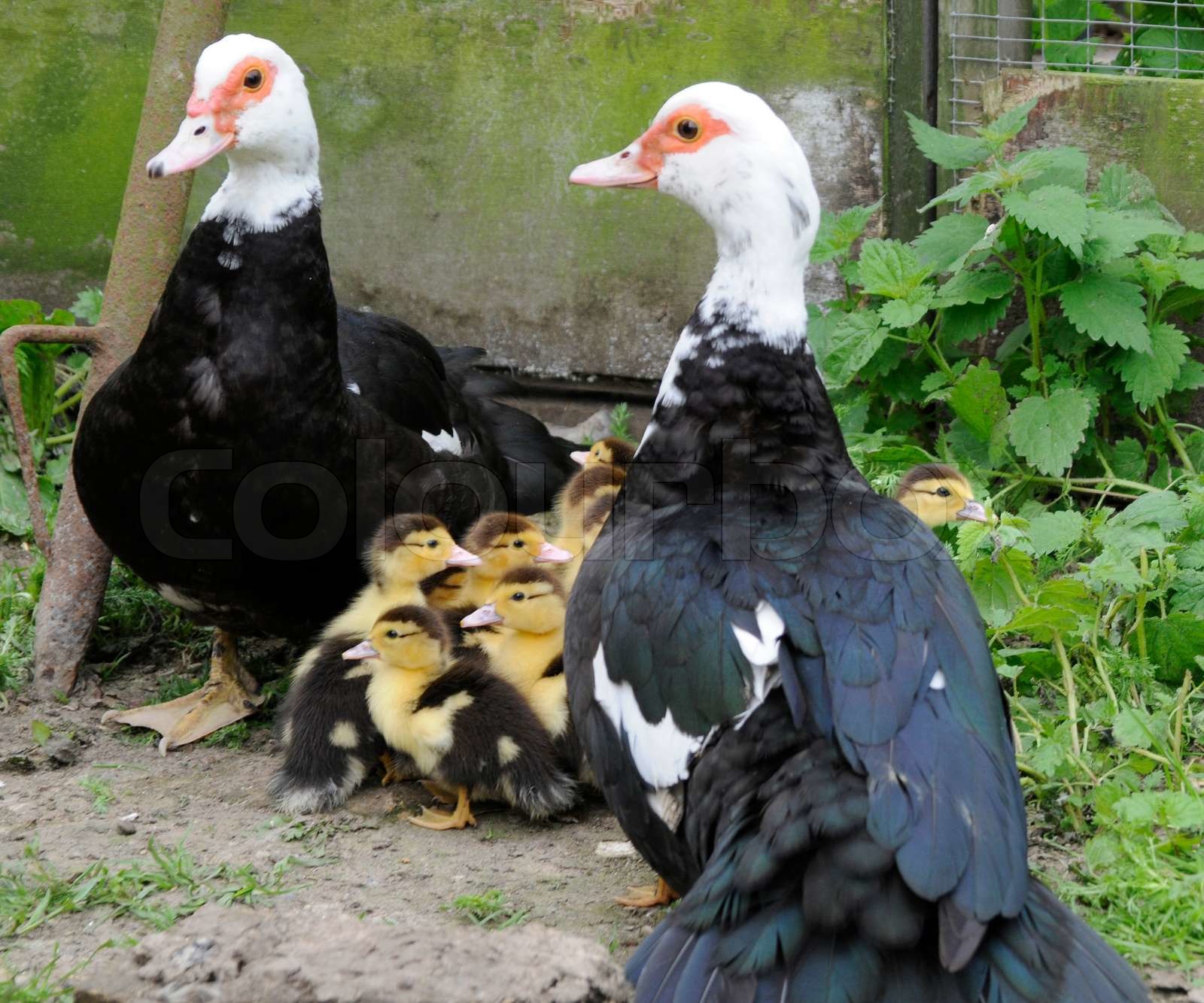 ællinger moskusand | Stock foto | Colourbox