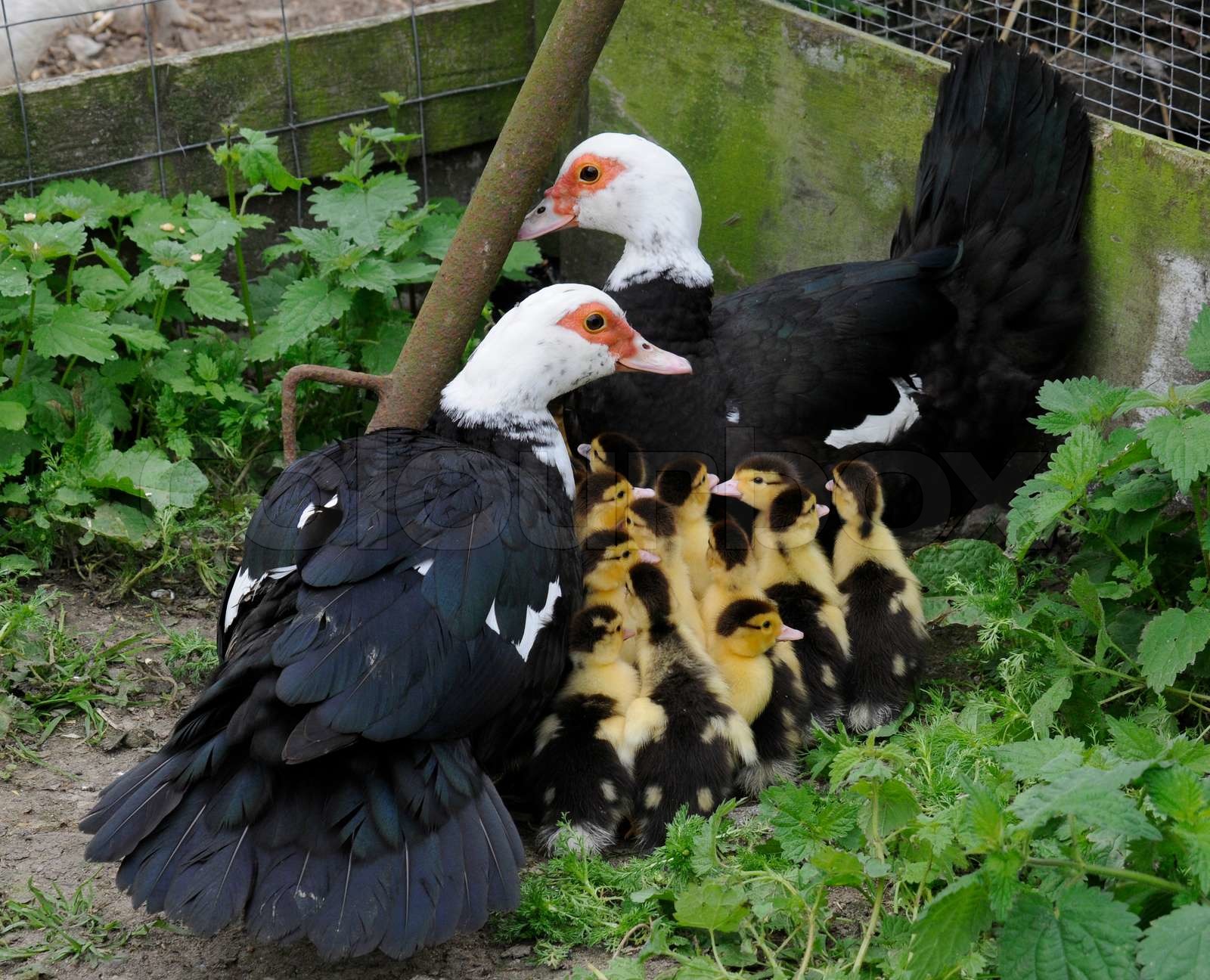 ællinger moskusand | Stock foto | Colourbox