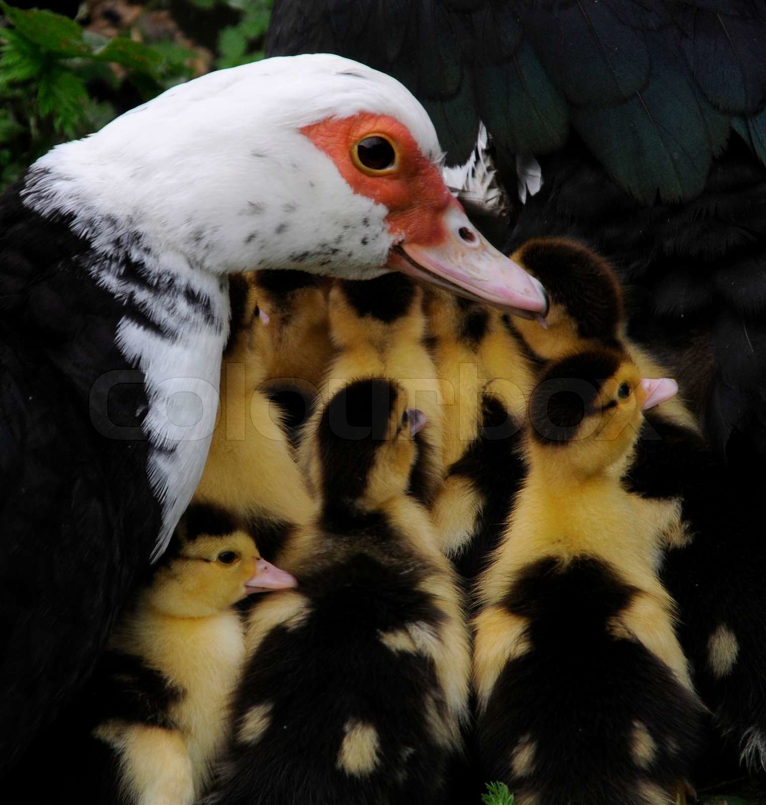 ællinger moskusand | Stock foto | Colourbox