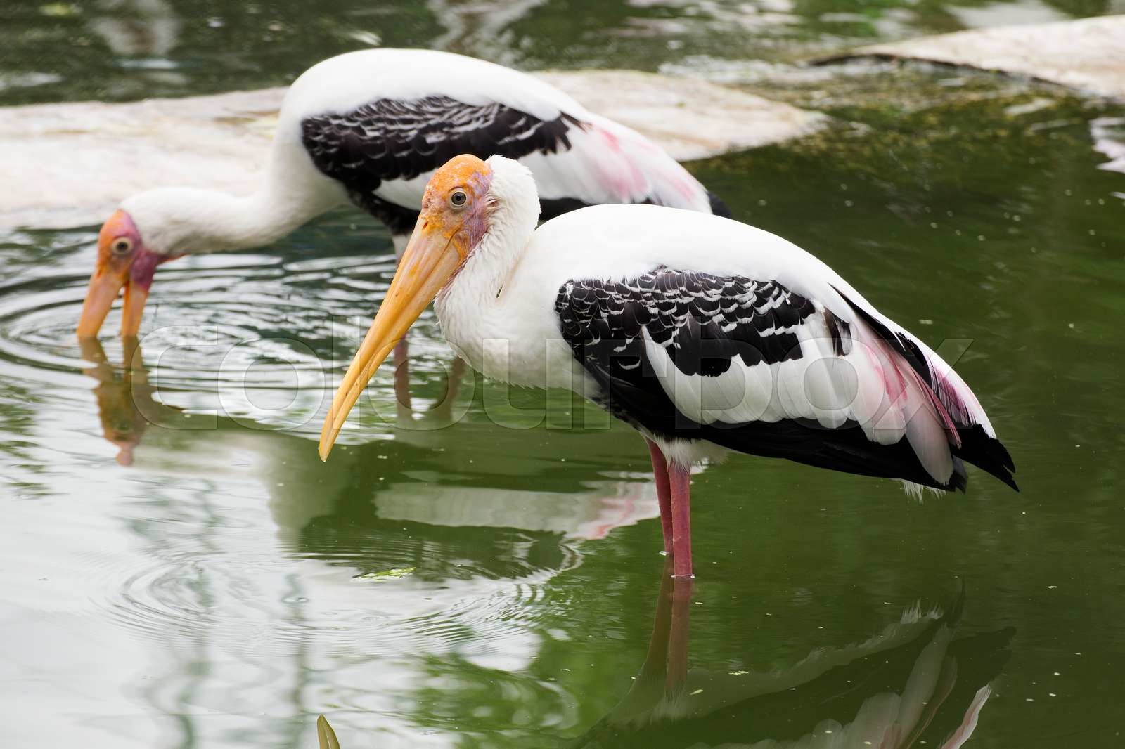 Marabou Stork | Stock image | Colourbox