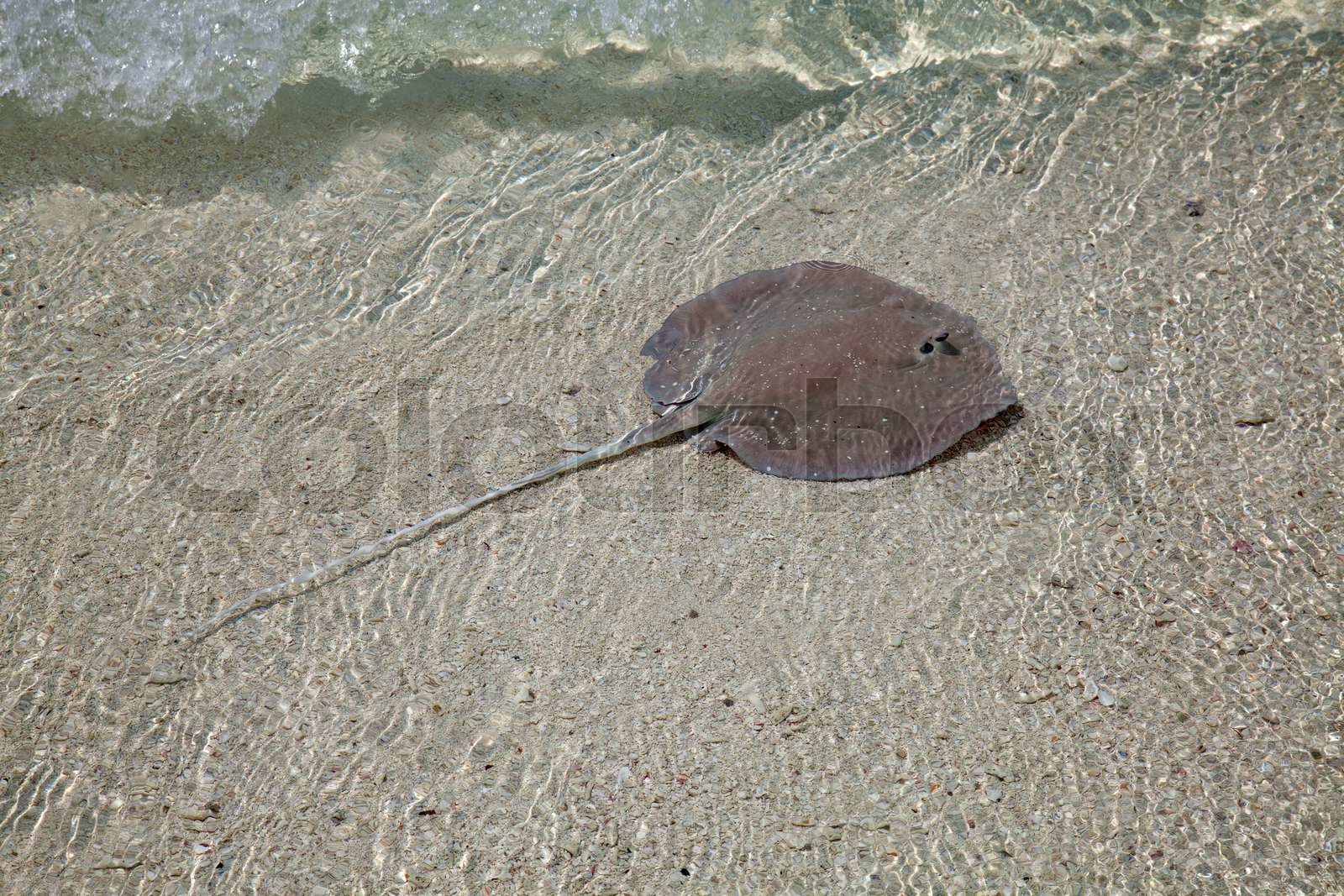 Stingray | Stock image | Colourbox