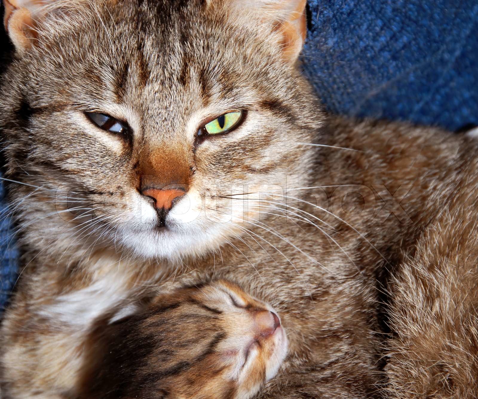 Mutter -Mix -bred Katze mit neugeborenen Kätzchen in Umarmung | Stock ...