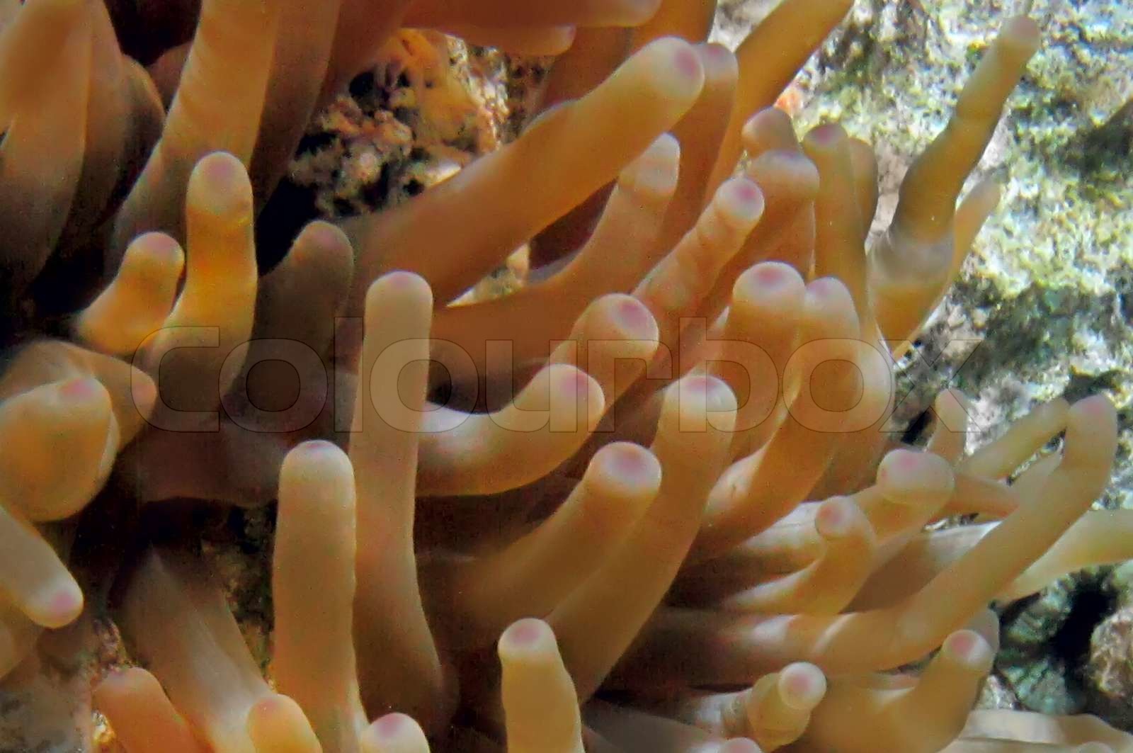 Anemone in the Red Sea. | Stock image | Colourbox