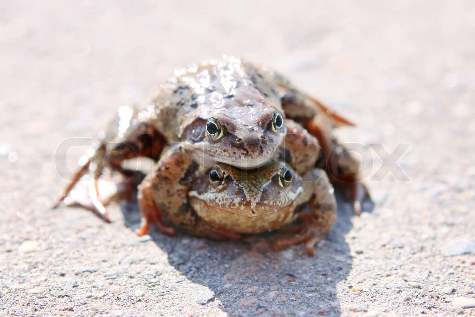 frogs mate on the pavement on a sunny day | Stock image | Colourbox