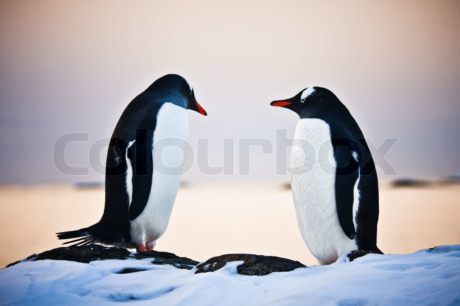 two identical penguins resting on the stony coast of Antarctica | Stock ...