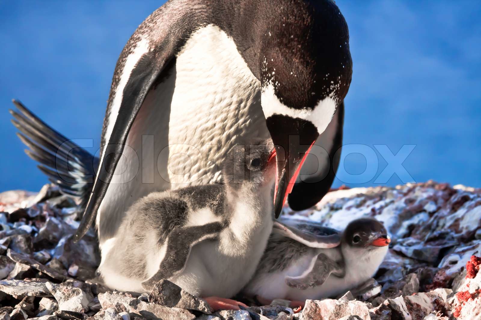 Penguin Mother and her two Children in Antarctica | Stock image | Colourbox