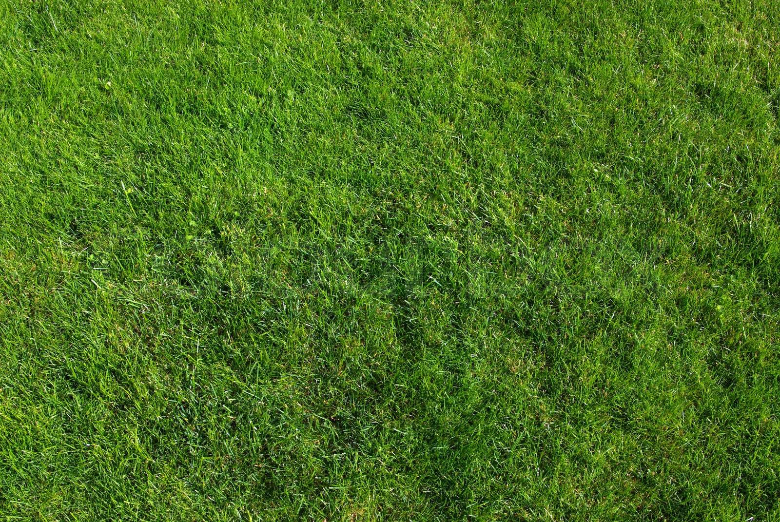 grass texture in garden | Stock image | Colourbox