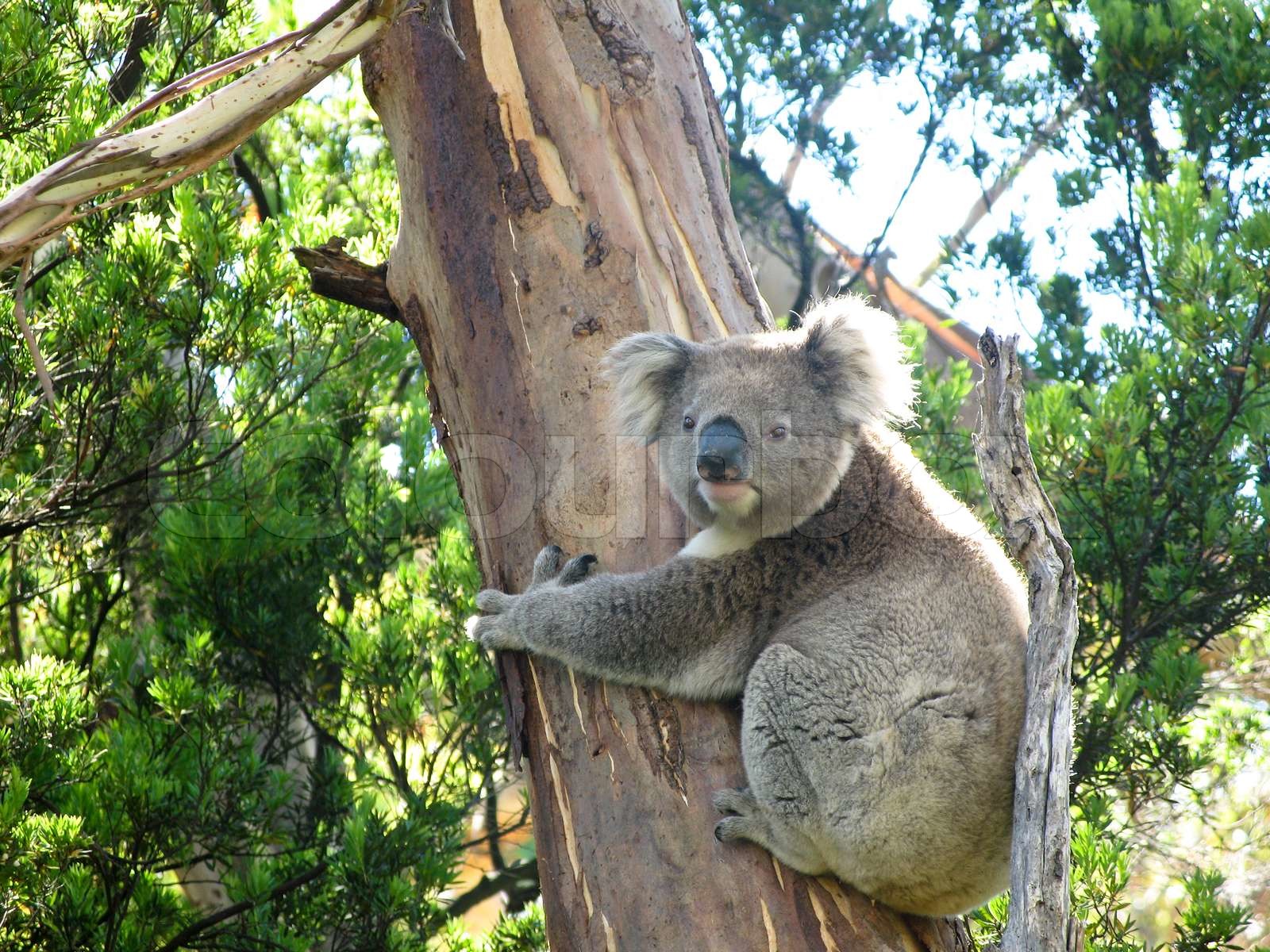 Koala on tree | Stock image | Colourbox