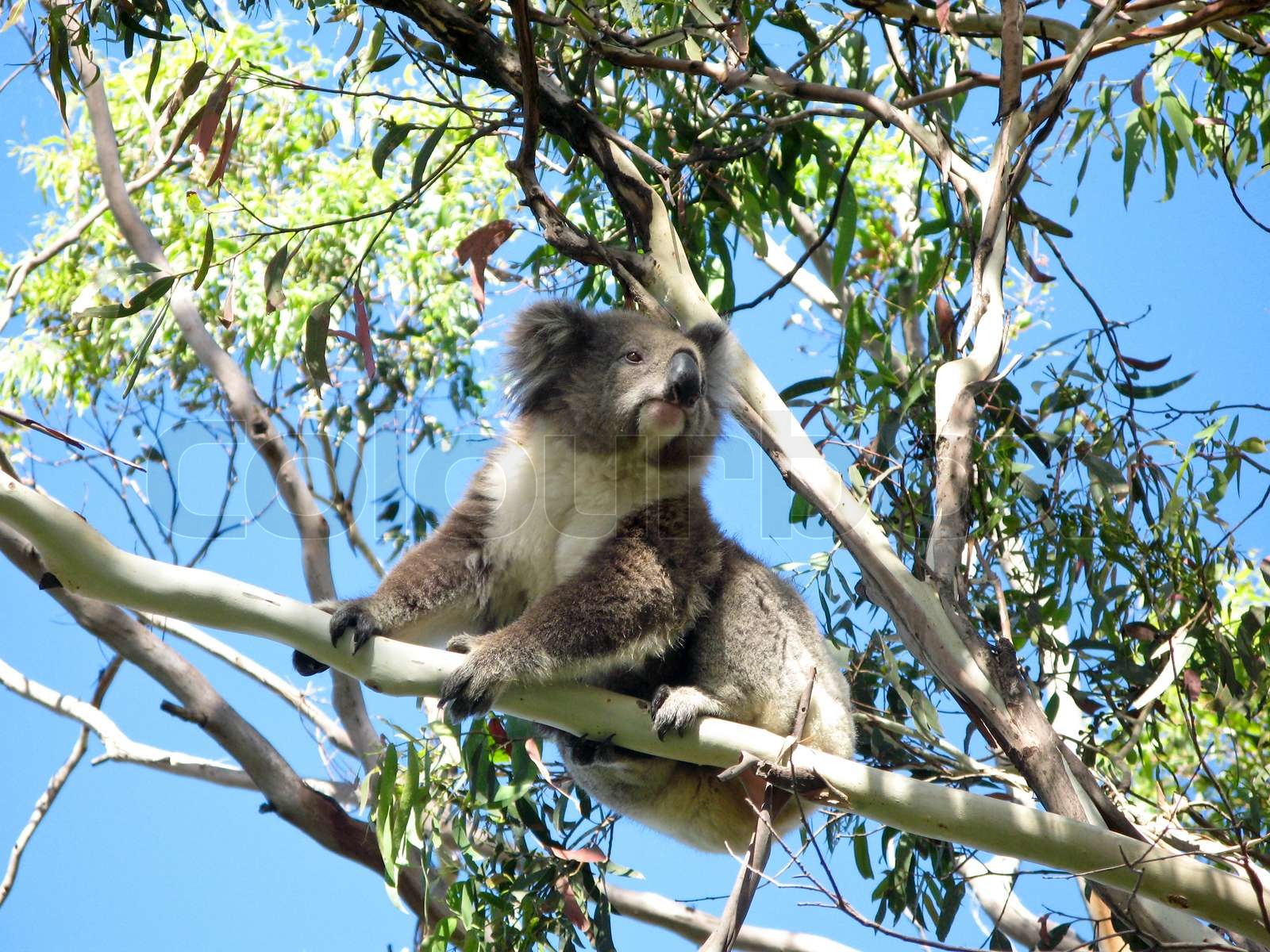 Koala on tree | Stock image | Colourbox