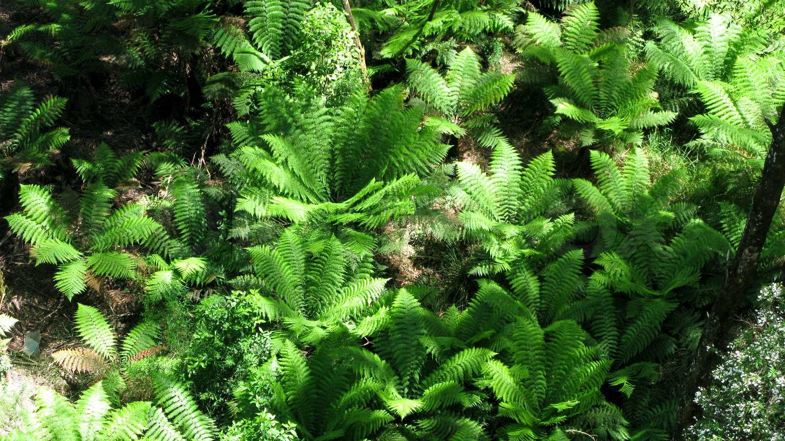 tree ferns, Cyatheales, in an australian rain forest seen from above ...