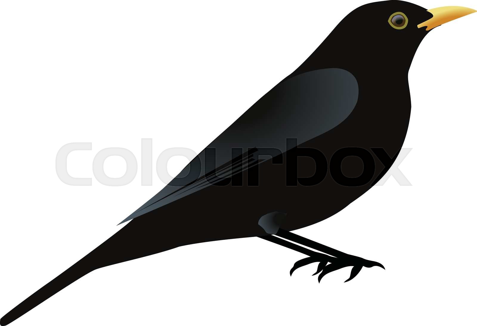 blackbird | Stock vector | Colourbox