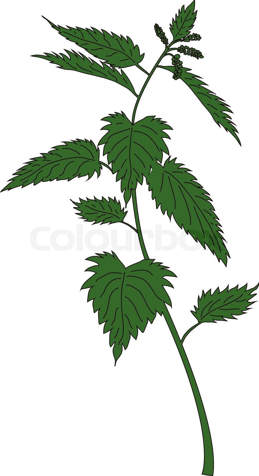 NETTLE | Stock vector | Colourbox