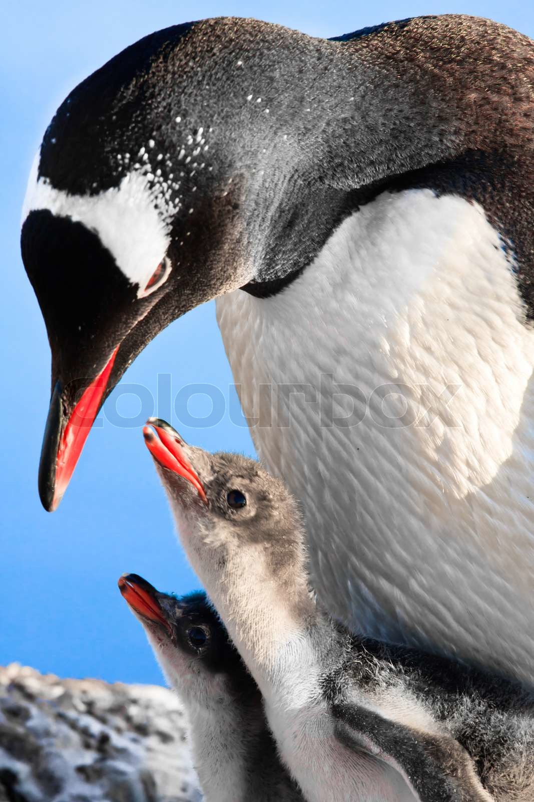 Penguin Mother and her two Children in Antarctica | Stock image | Colourbox