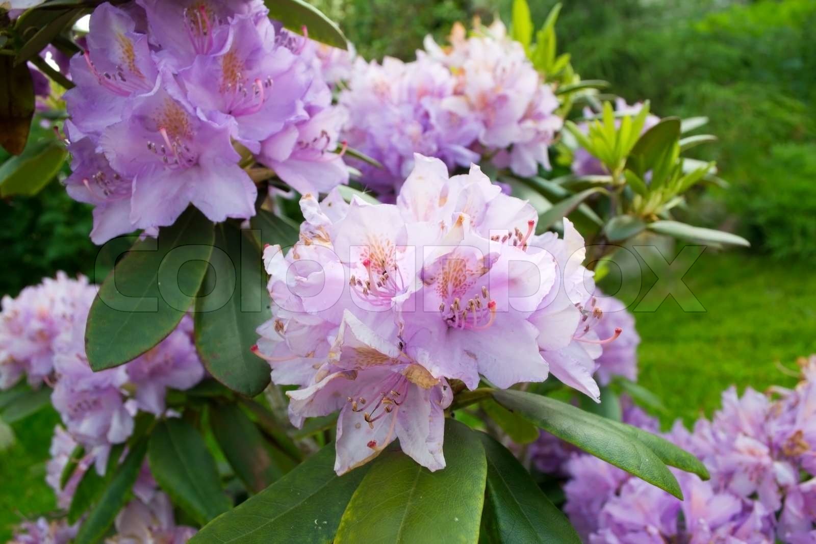 violette Blumen | Stock Bild | Colourbox