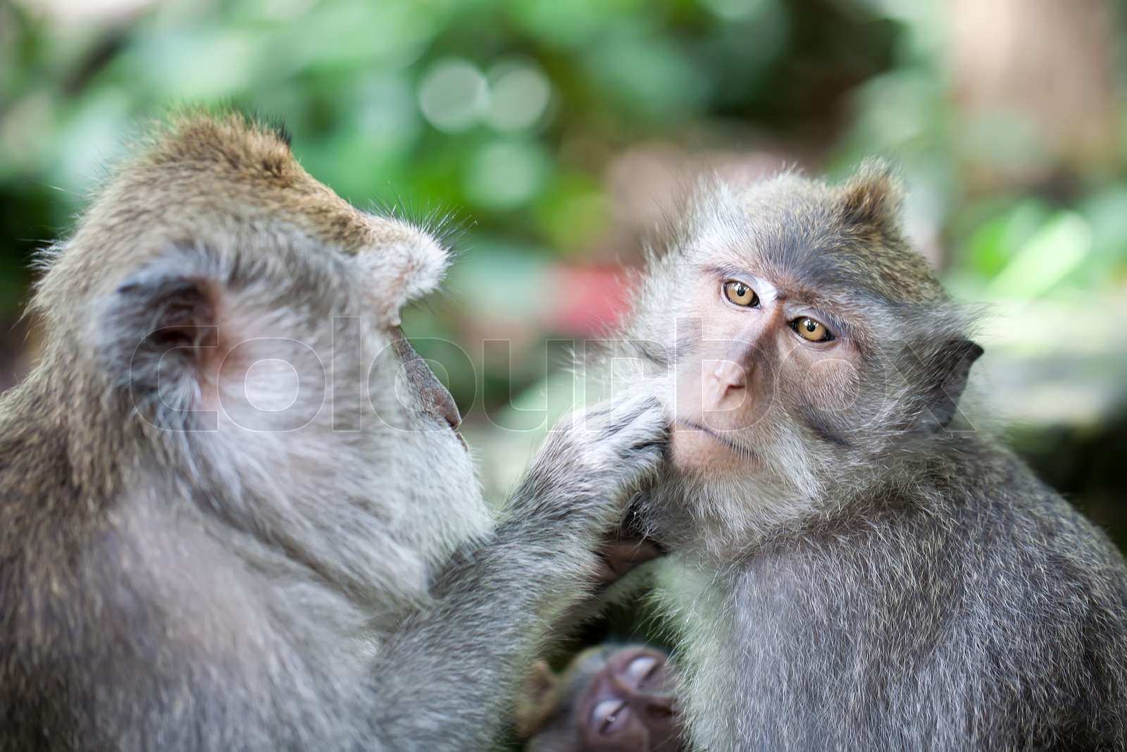 Two monkeys care for each other | Stock image | Colourbox