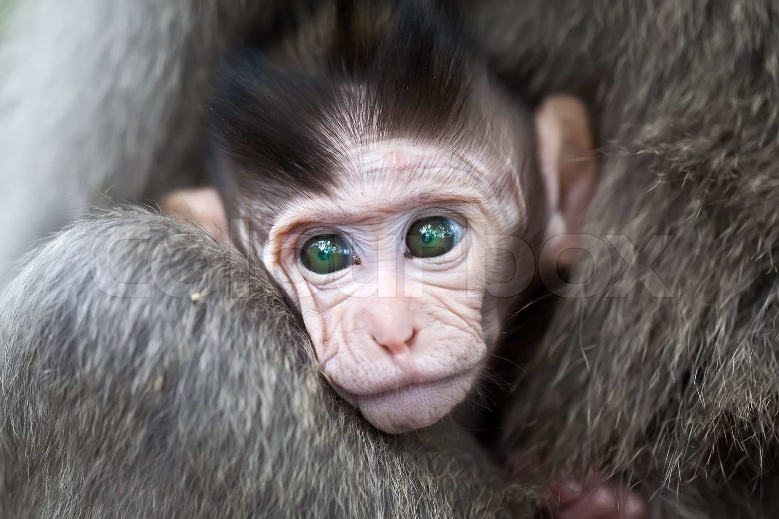 Close up of baby macaque monkey face | Stock image | Colourbox