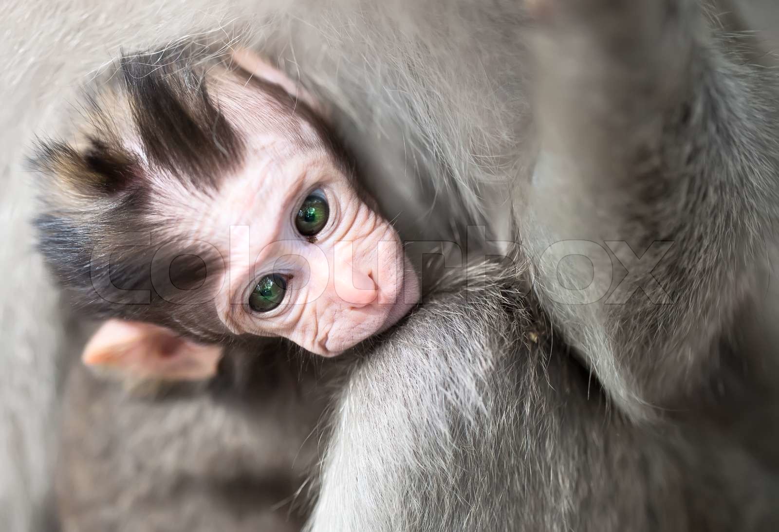 Baby macaque monkey with mother | Stock image | Colourbox