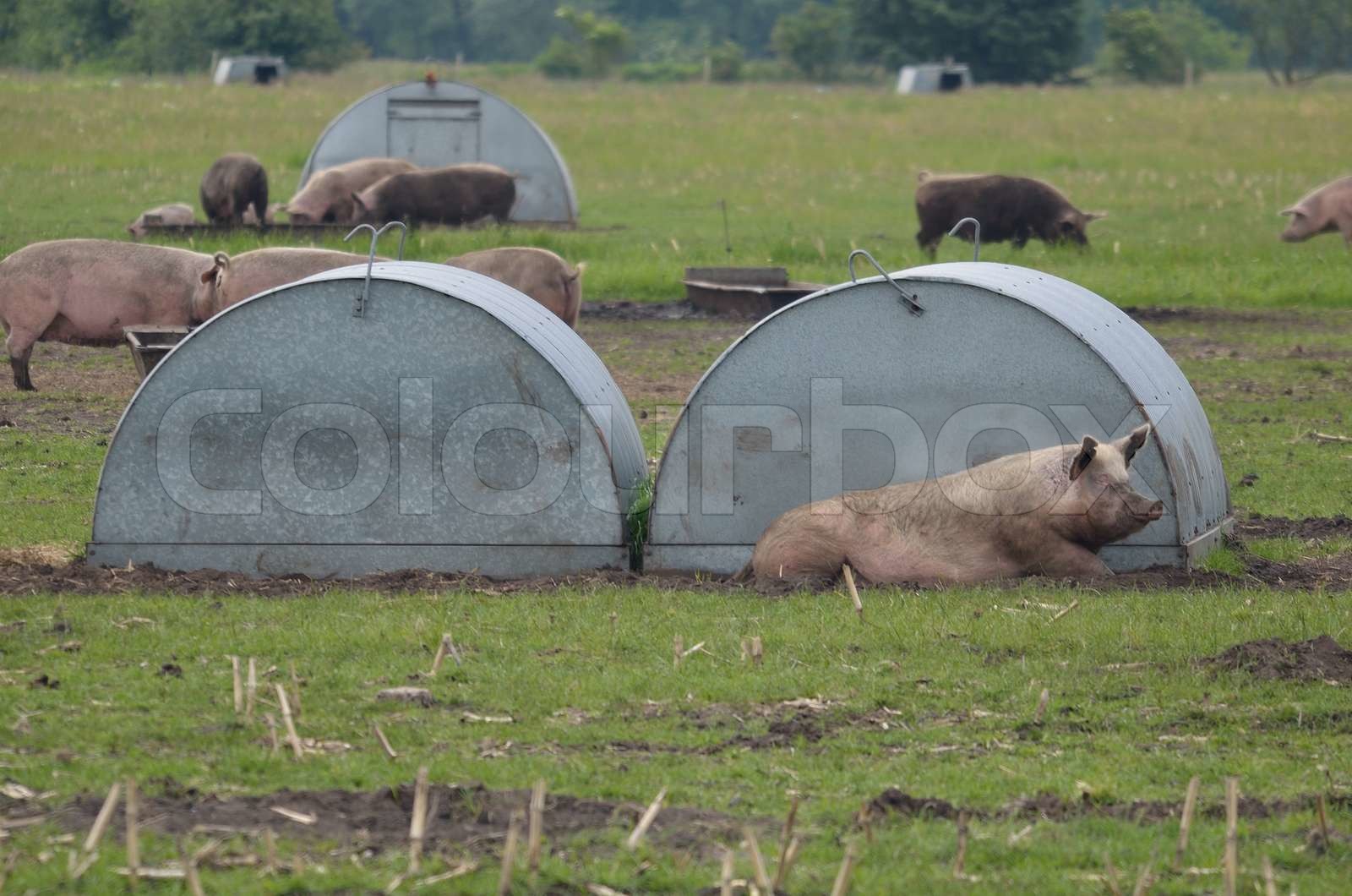 Pig houses | Stock foto | Colourbox