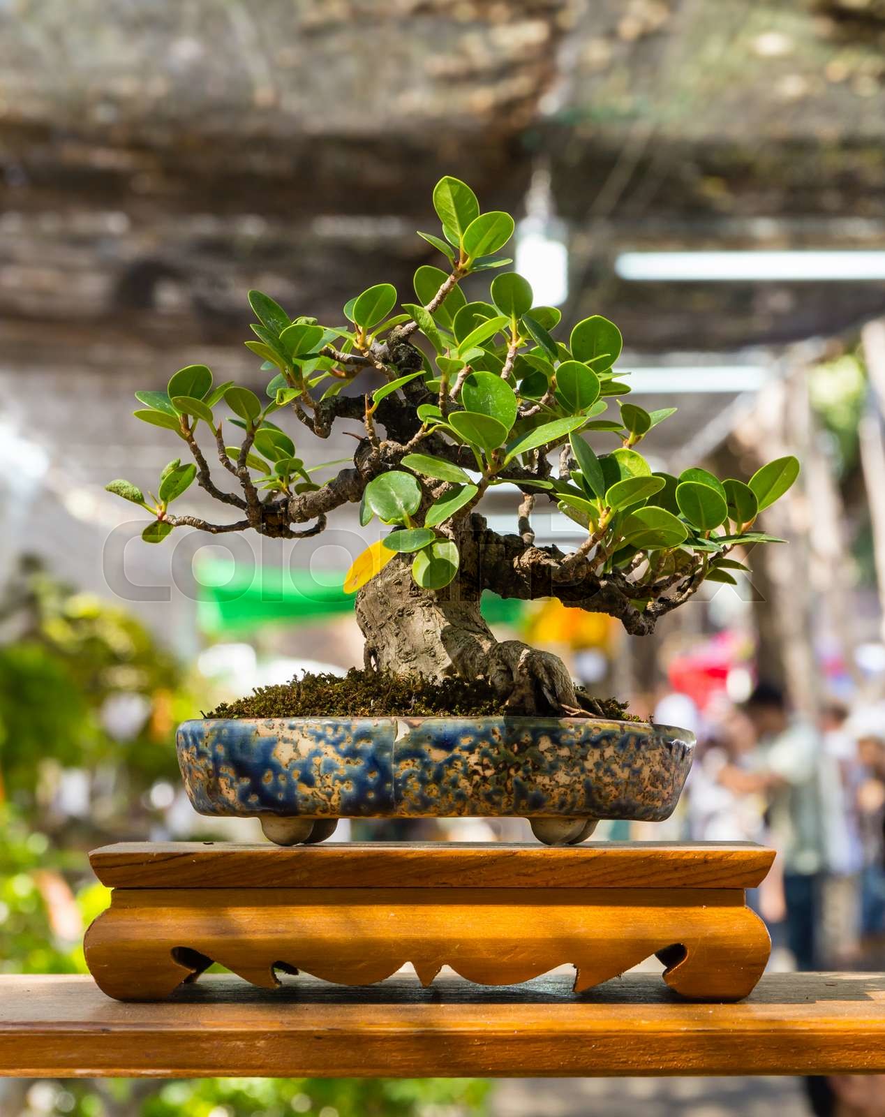 Bonsai of Banyan Tree | Stock image | Colourbox