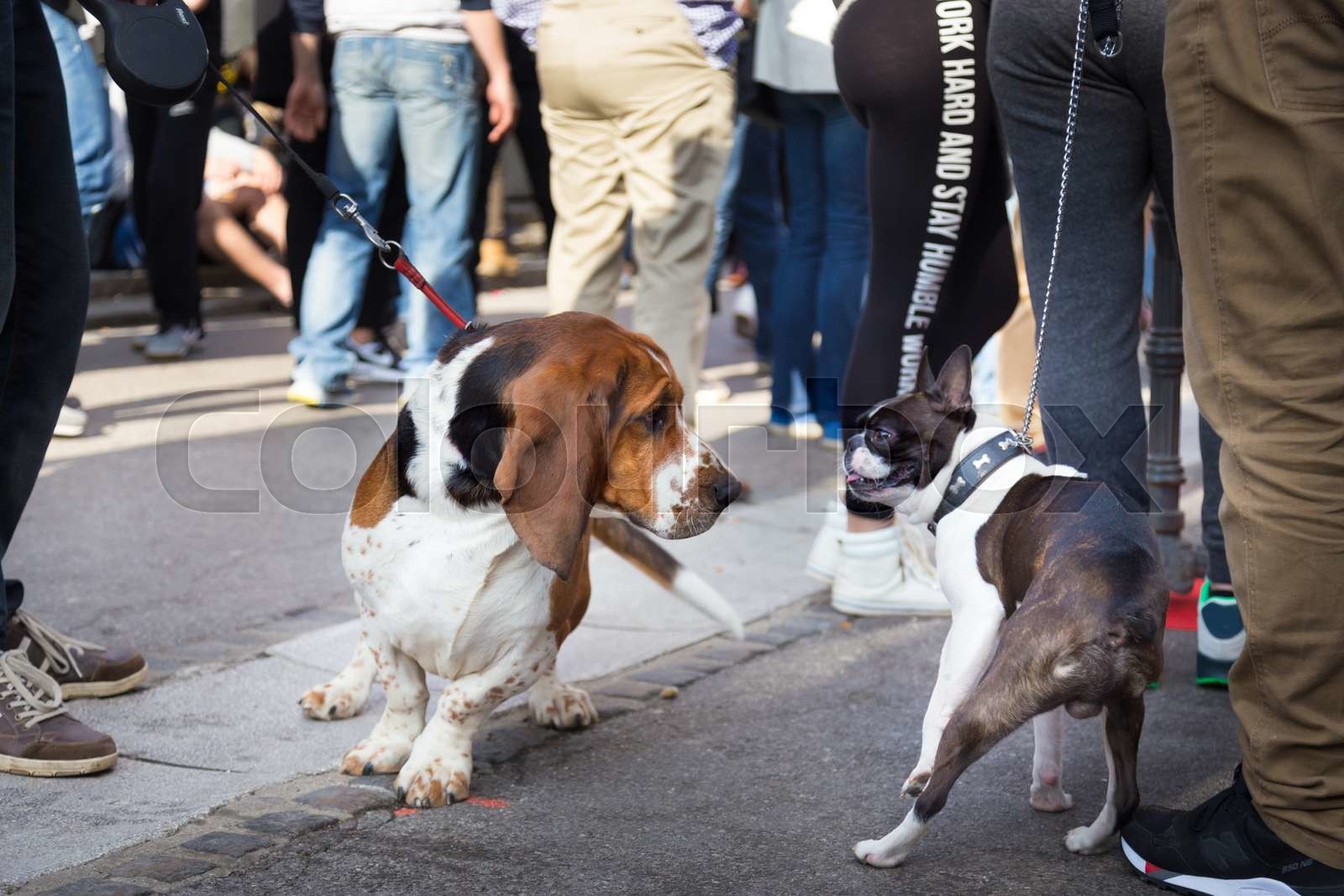 Two dogs greeting each other by sniffing. | Stock image | Colourbox