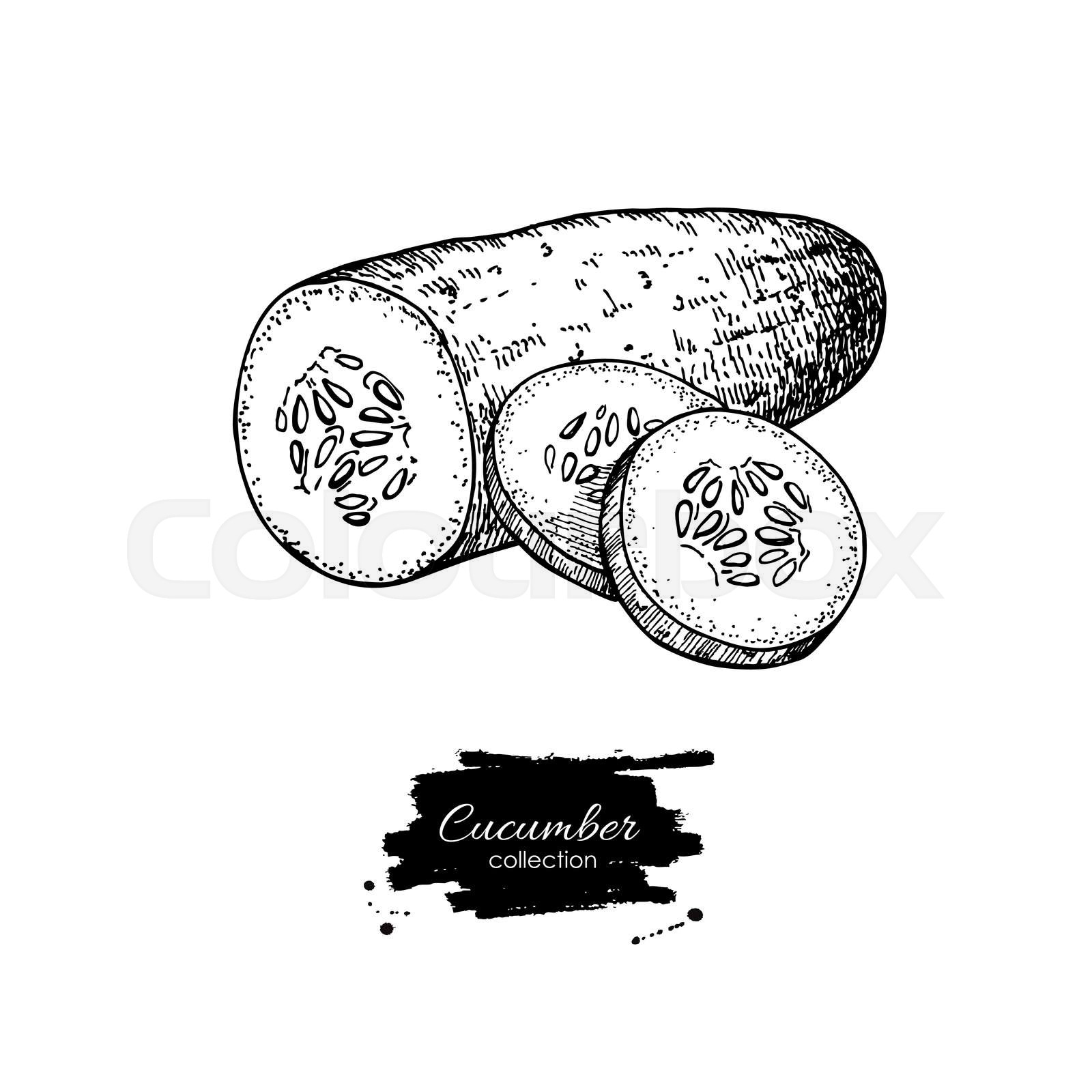 Cucumber hand drawn vector. Isolated cucumber and sliced pieces ...