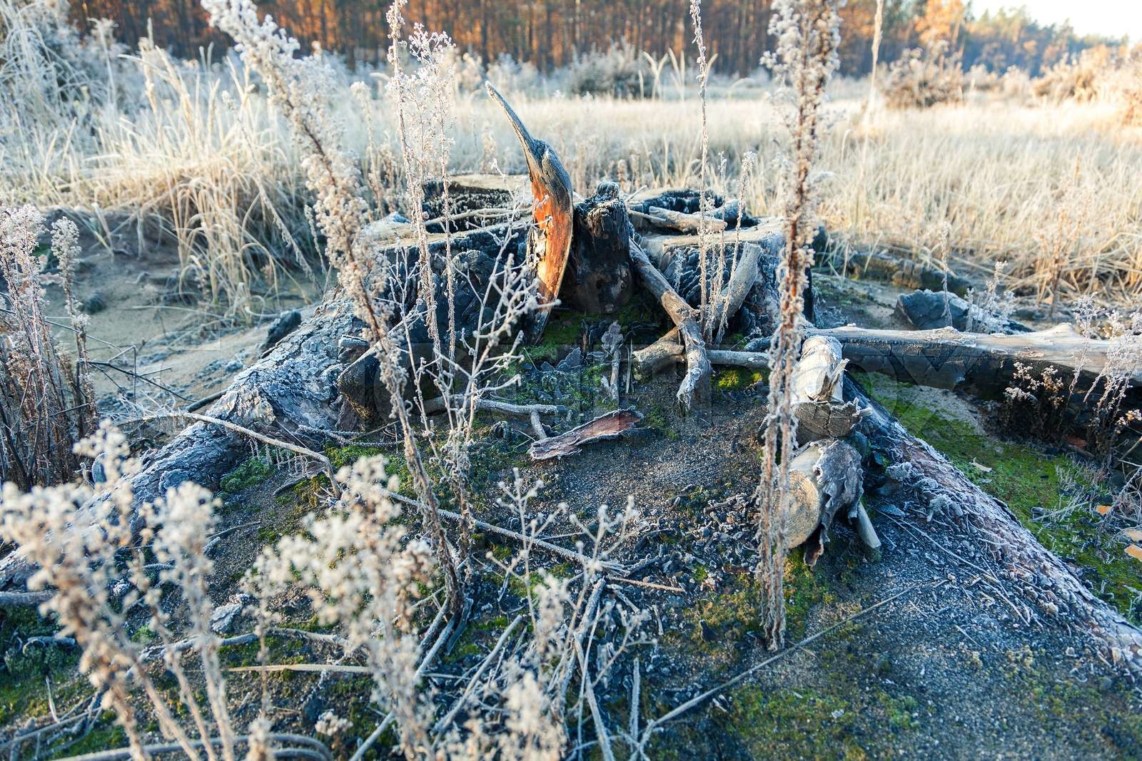 Burnt stump covered with frost in the forest glade | Stock image ...