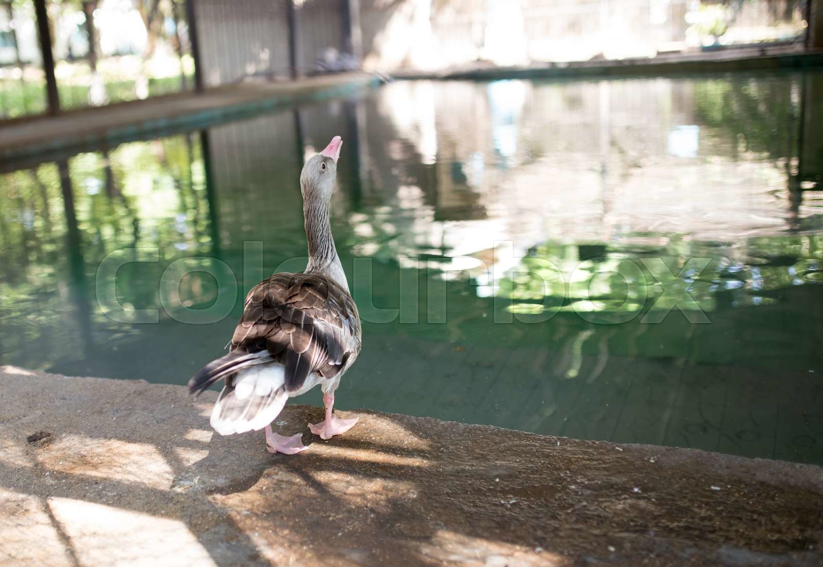goose in the zoo in nature | Stock image | Colourbox