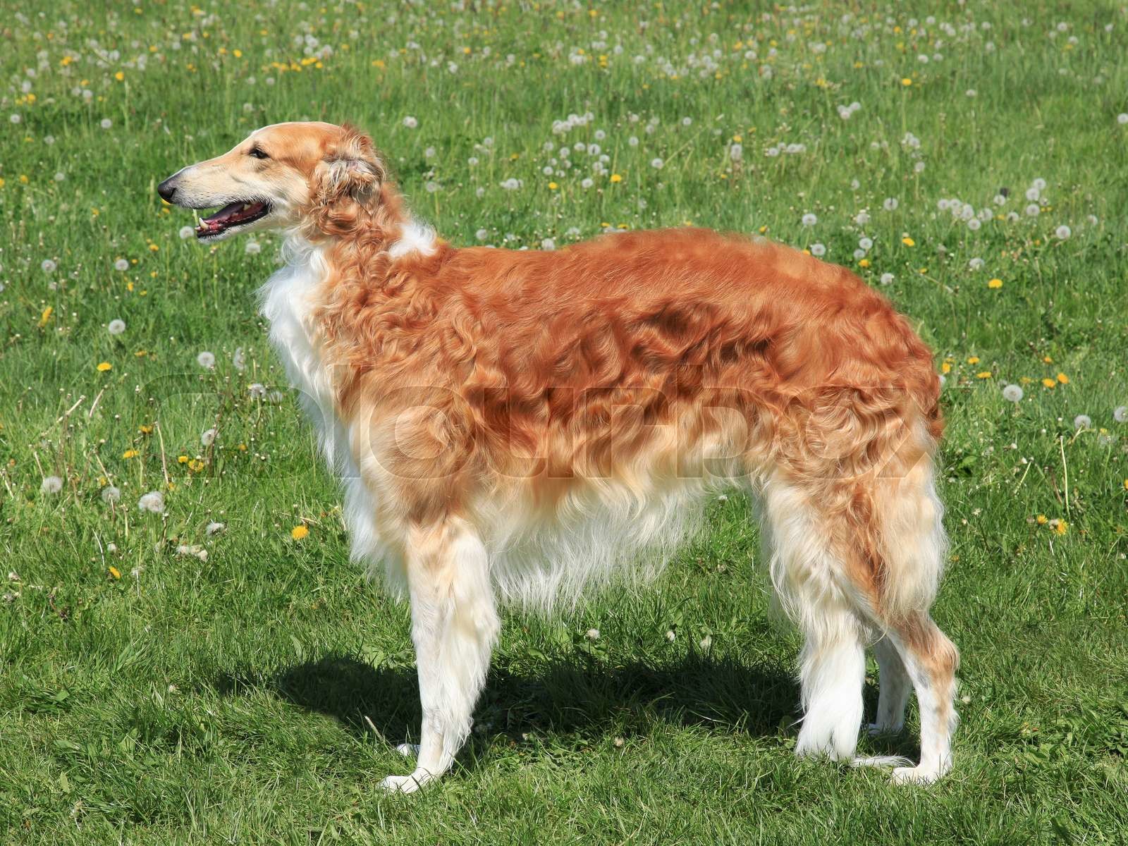Typical Borzoi – Russian hunting Sighthound on a green grass lawn ...