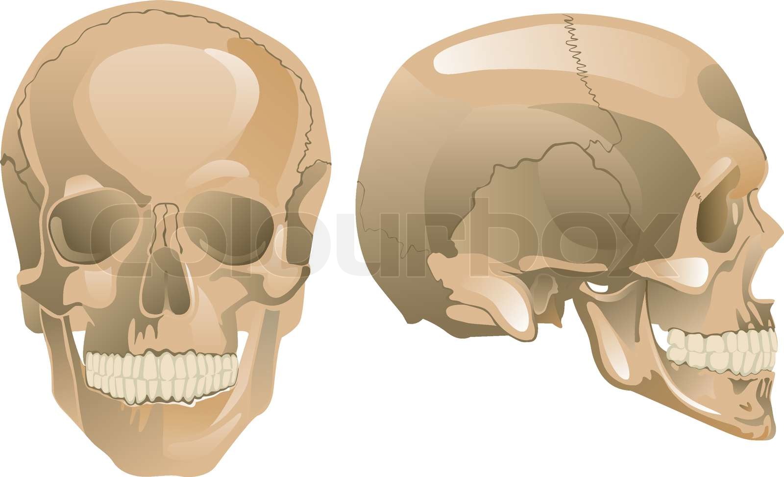 Human skull (a face-to-face kind, a half-face) | Stock vector | Colourbox