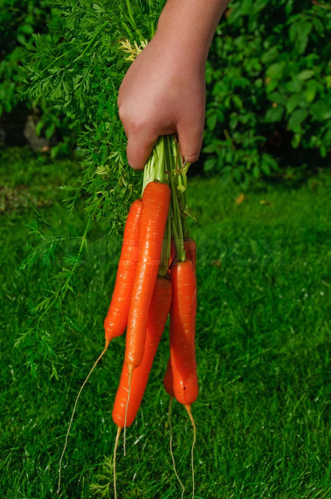 A hand holding a bunch of fresh carrots. Outdoor in a garden | Stock ...