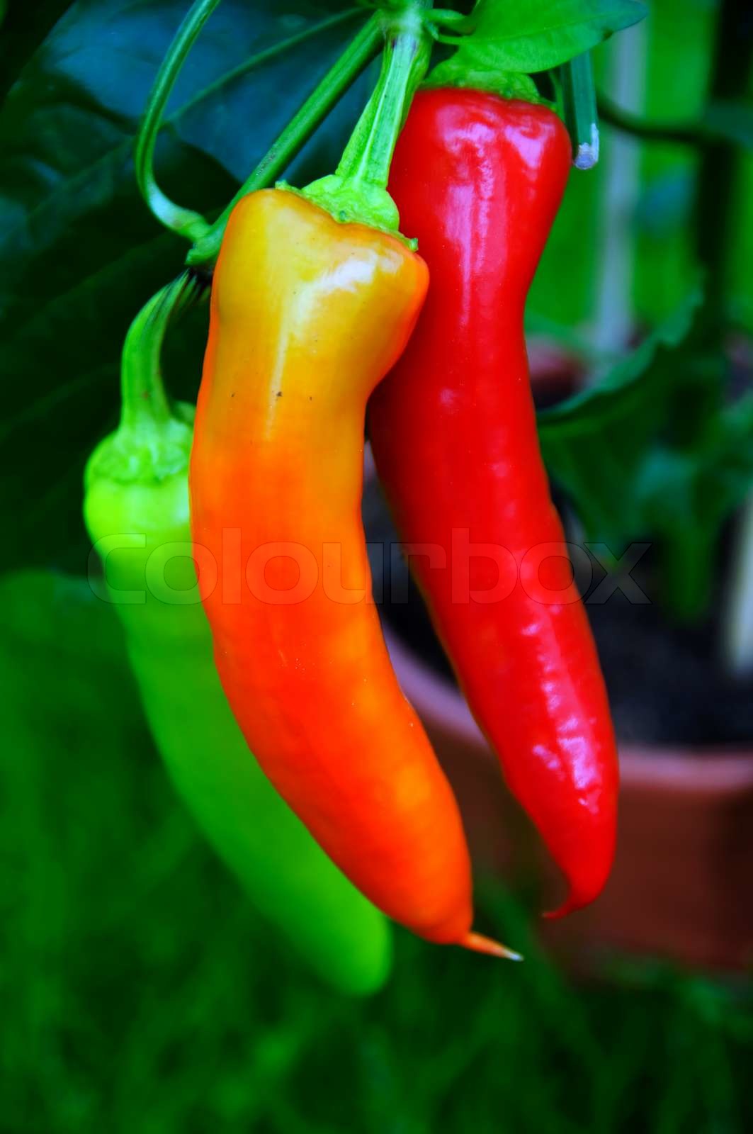 Rot, orange und grüne Chilischoten im Garten | Stock Bild | Colourbox