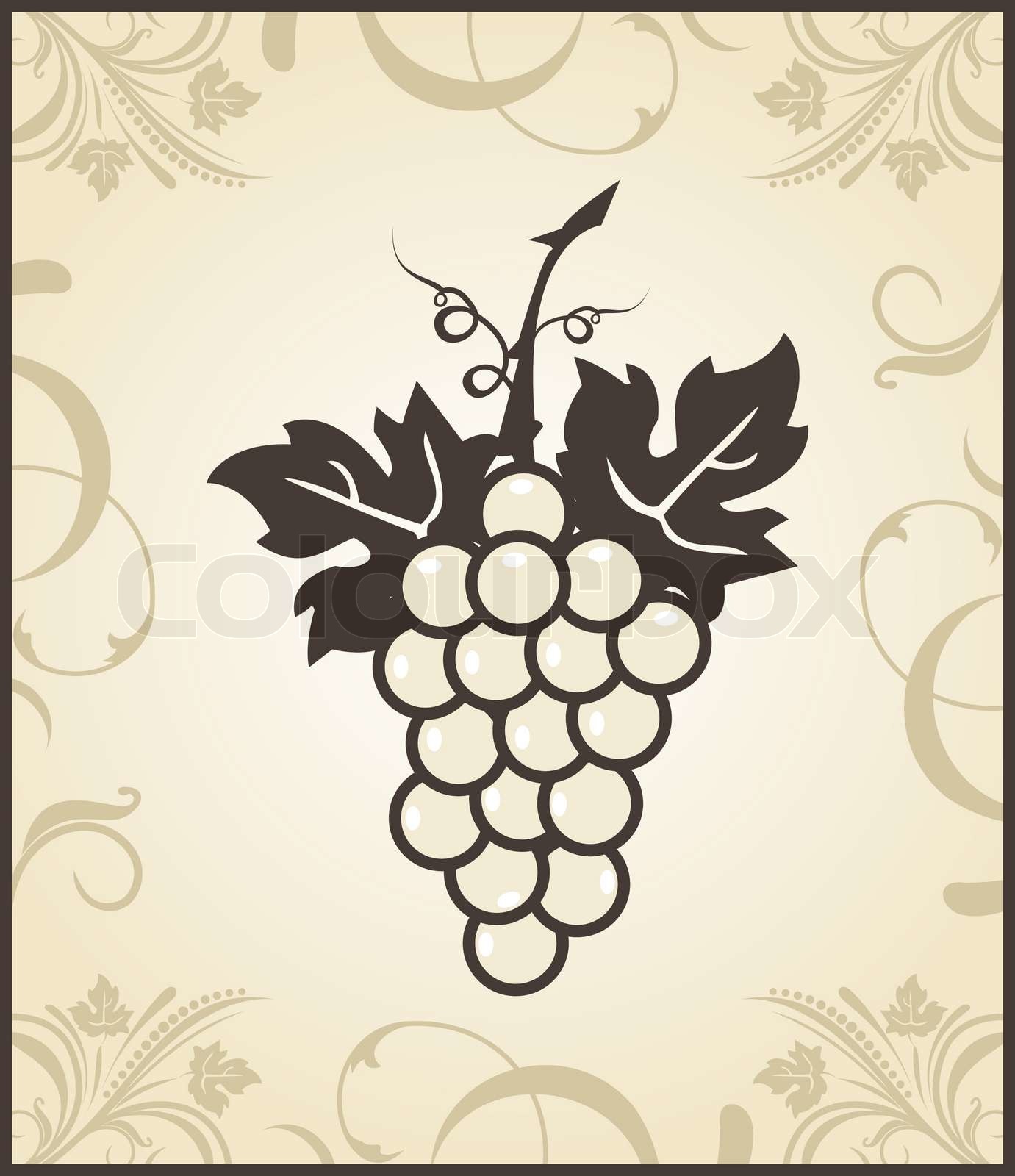Illustration retro Gravur der Weinrebe - vector | Stock-Vektor | Colourbox