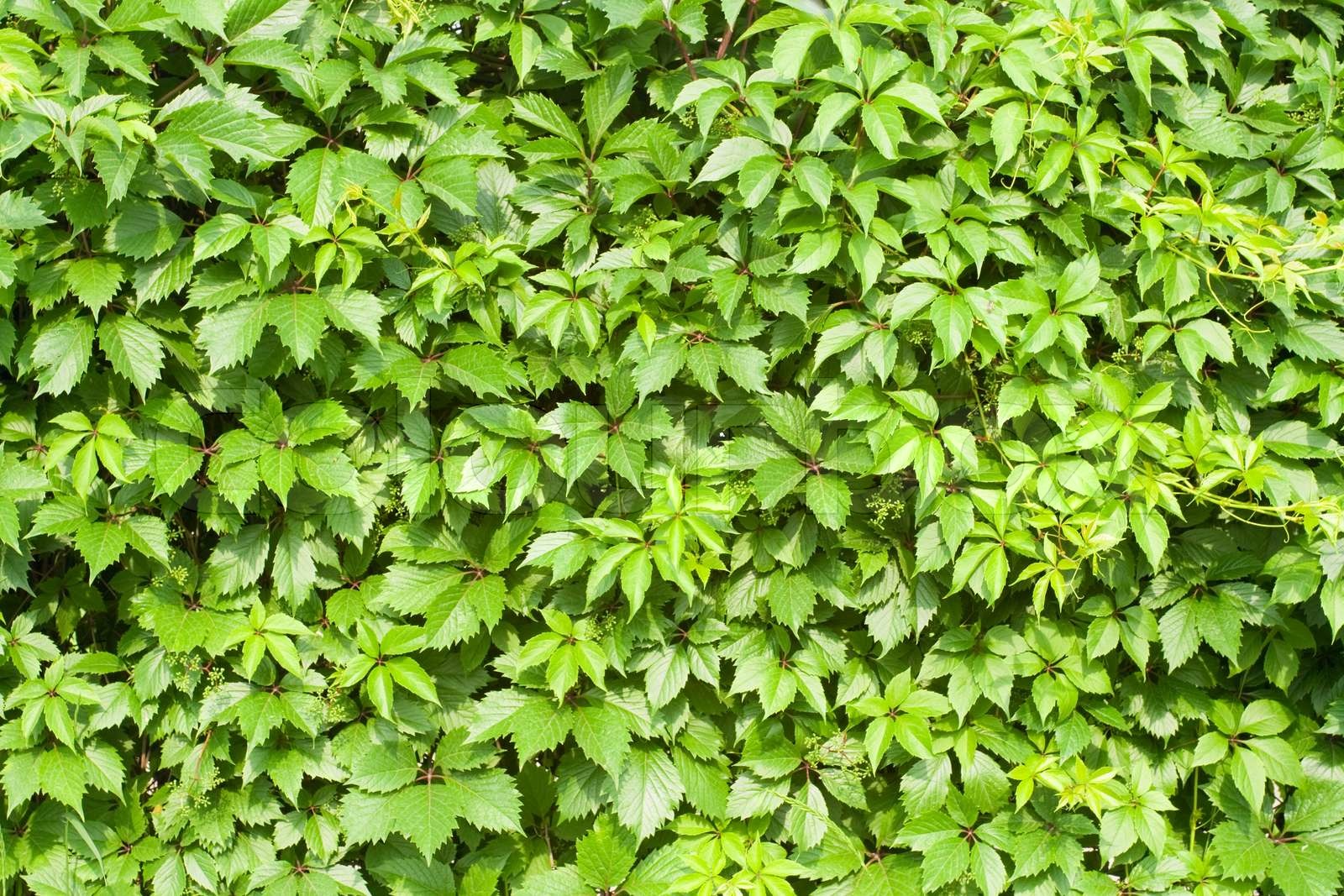 Background - green vines leaves texture | Stock image | Colourbox