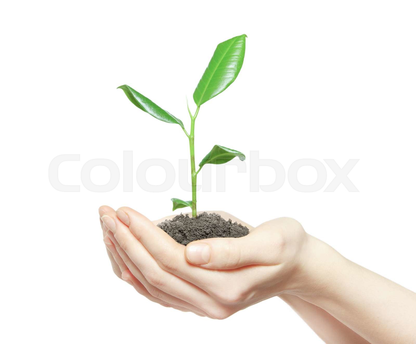 Human hands holding green small plant new life concept | Stock image ...