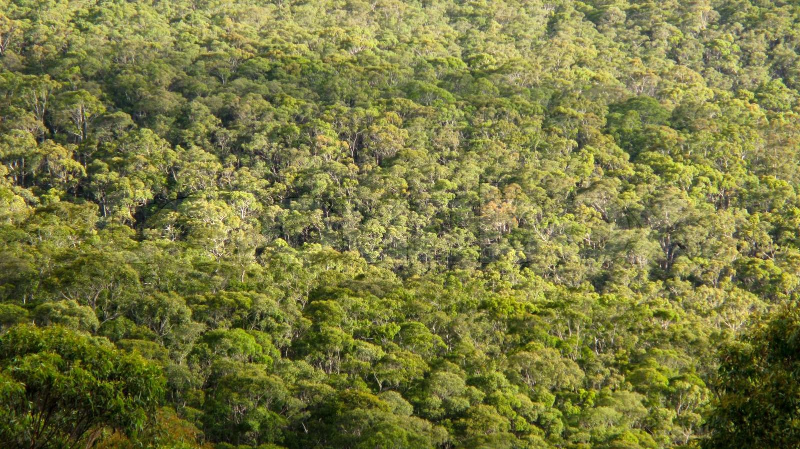 the canopy of deciduous eucalyptus forest seen from above in summer ...