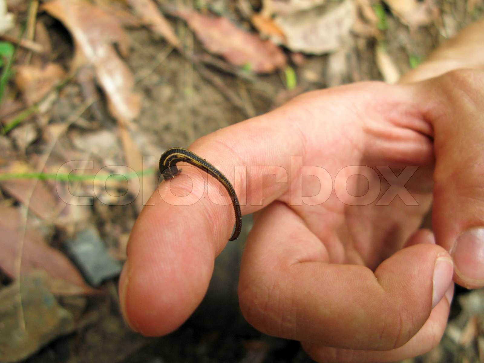 leech on human skin | Stock image | Colourbox