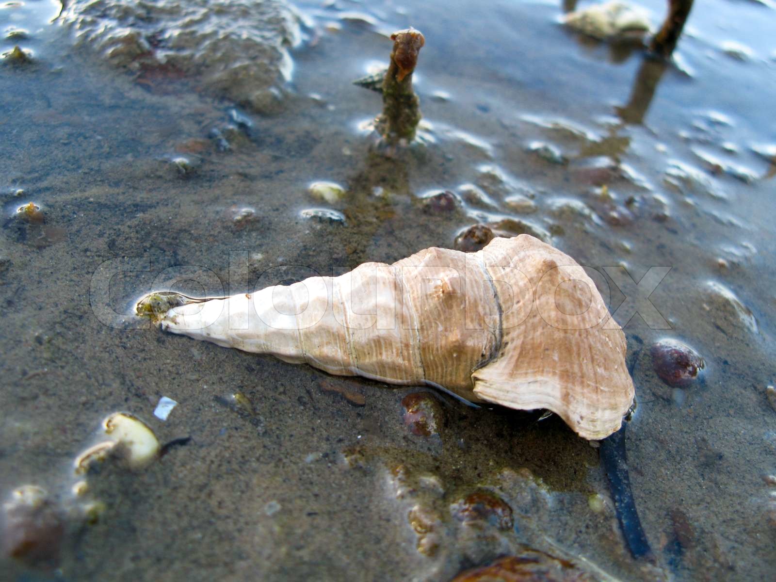 sea shell of a snail in its natural place on a mud flat | Stock image ...
