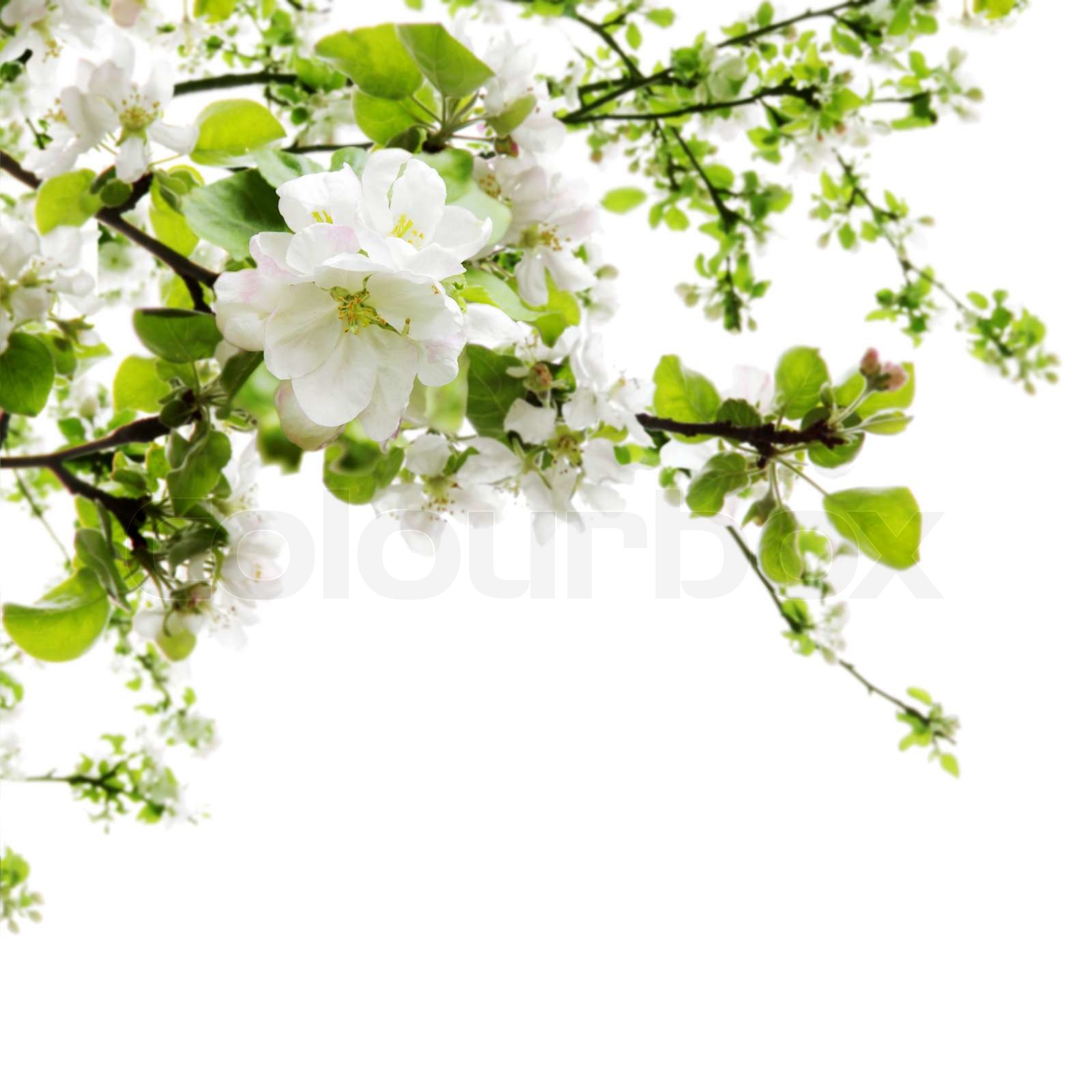 Spring Apple Tree Blooming Branches Border over White | Stock image ...