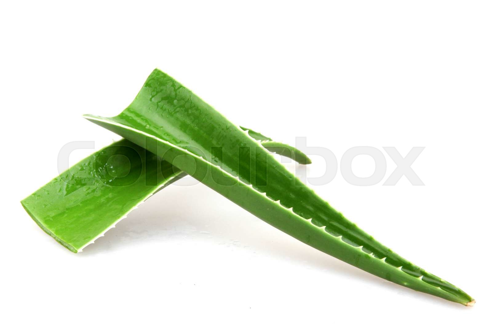 Aloe Vera On White | Stock image | Colourbox