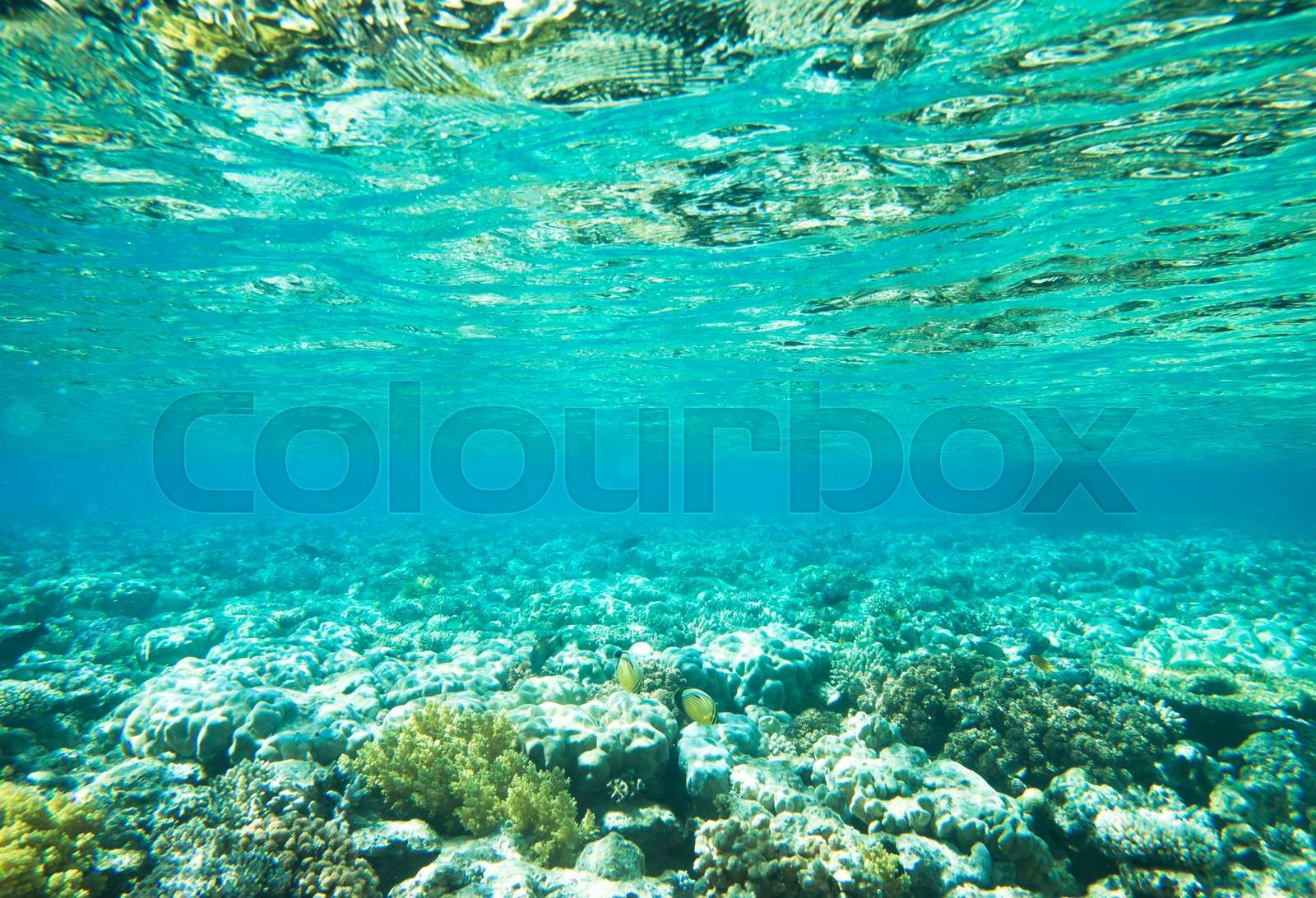 Underwater panorama with fish and coral | Stock image | Colourbox