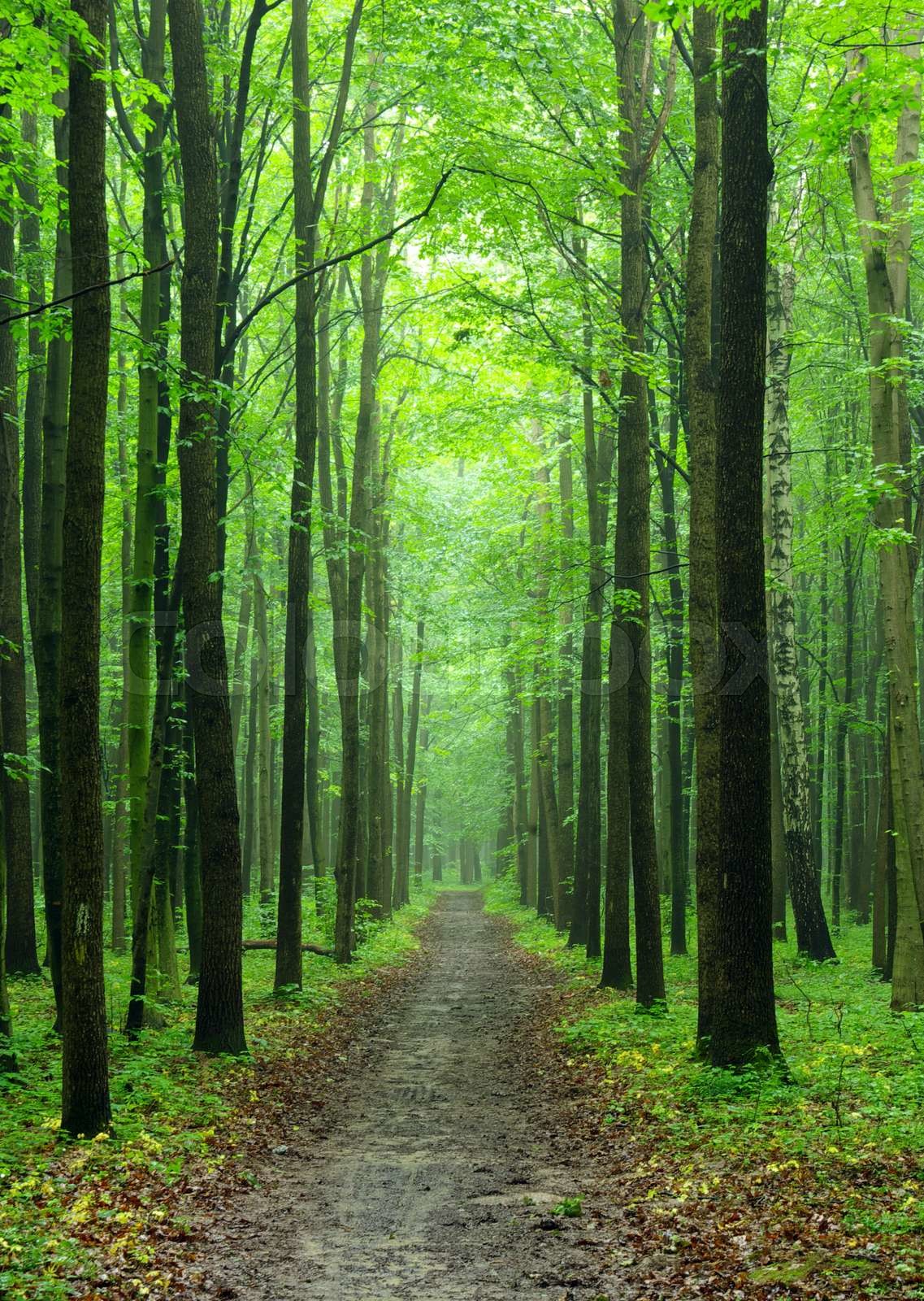 forest | Stock image | Colourbox