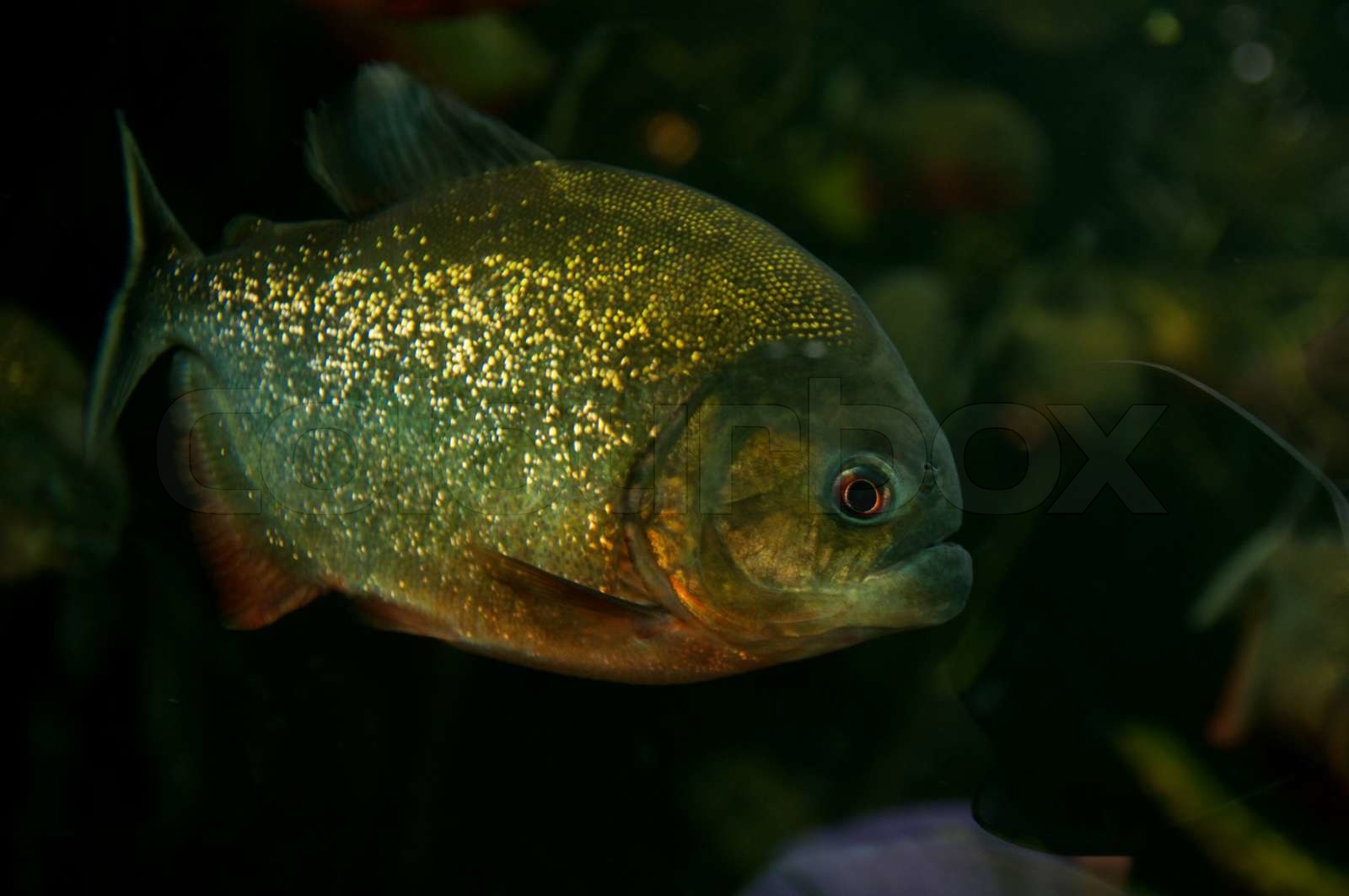 pirana, ocean, piranha | Stock image | Colourbox