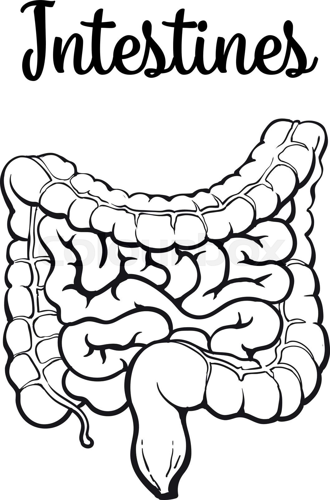 structure of the human colon | Stock vector | Colourbox