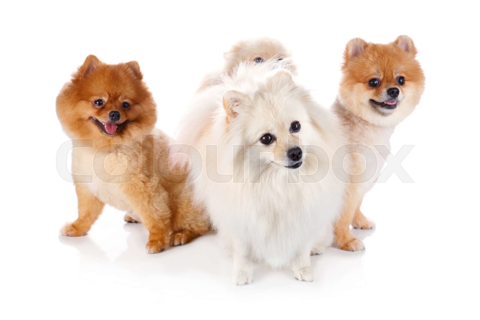 pomeranian dog | Stock image | Colourbox