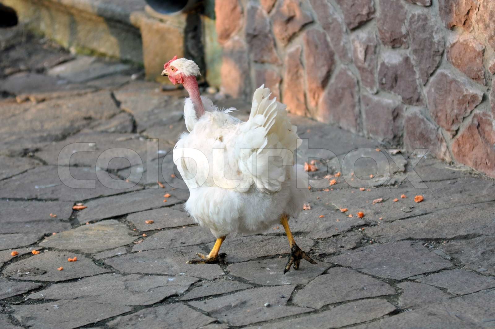 A white hen running on the road | Stock image | Colourbox