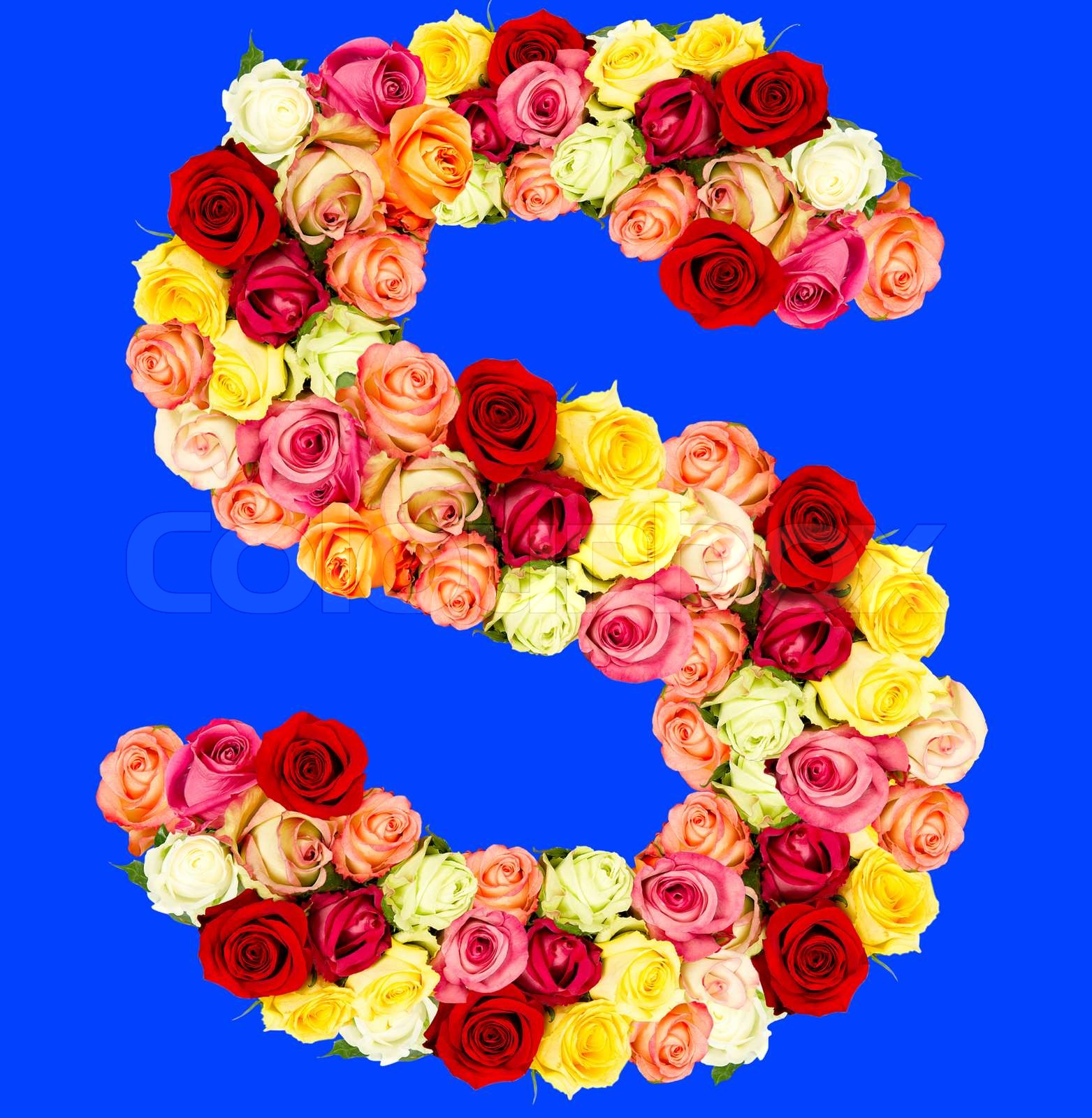 S, roses flower alphabet, isolated on bright blue | Stock image | Colourbox