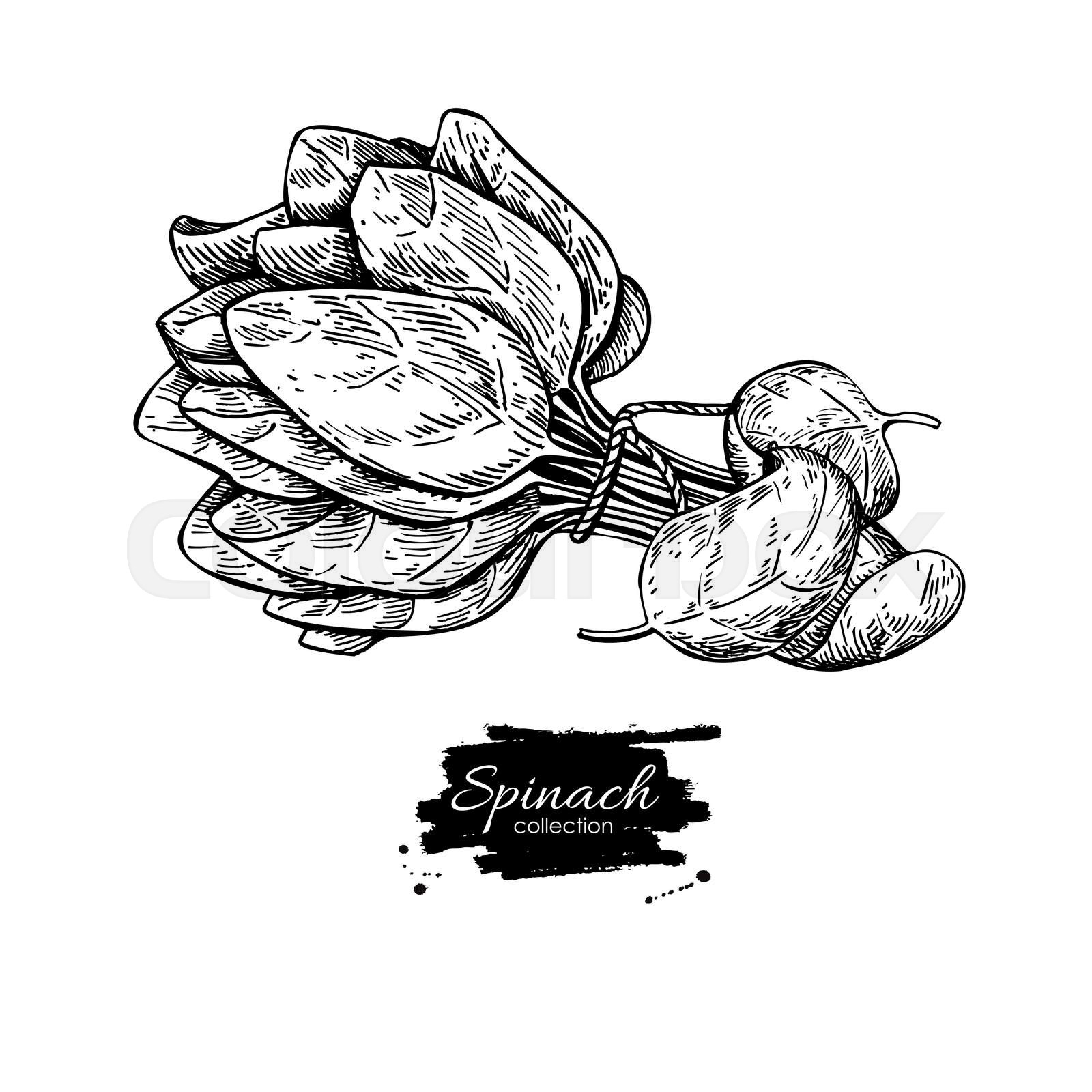 Spinach Line Drawing