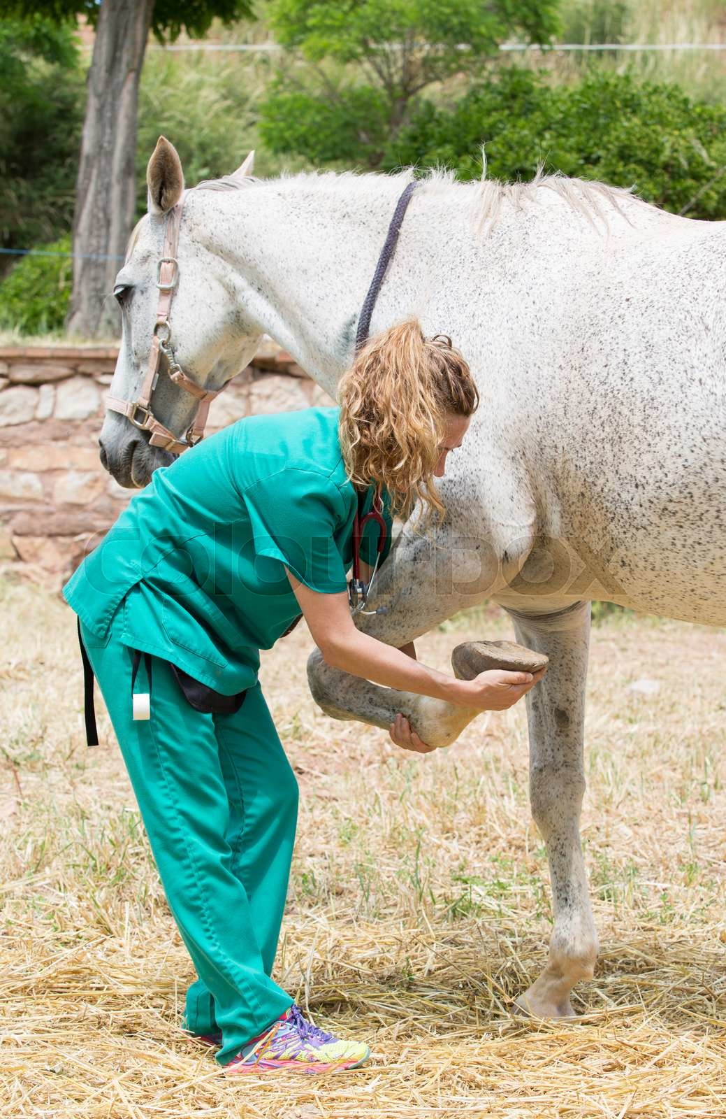Veterinary on a farm | Stock image | Colourbox