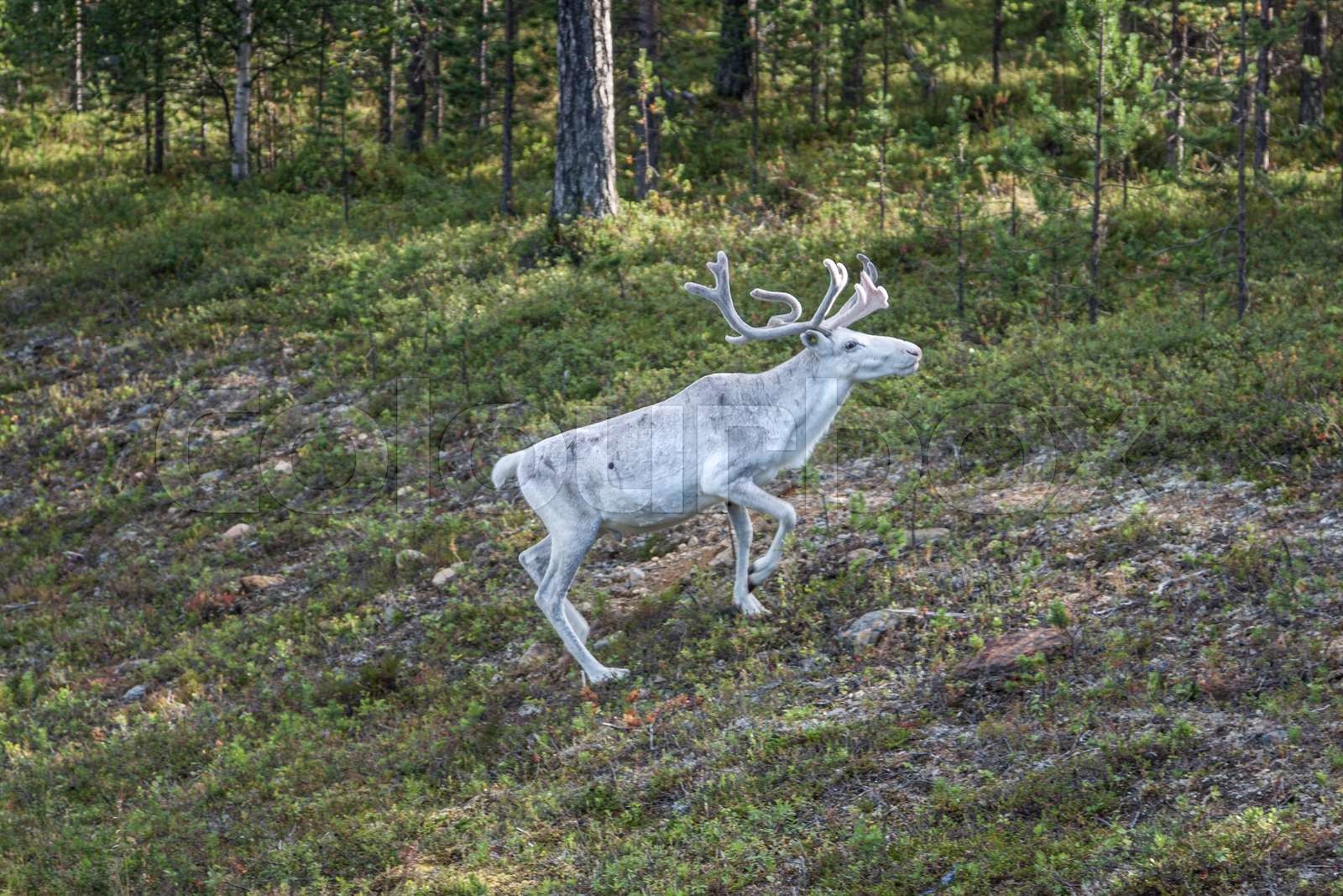 Reindeer stag with exceptionally long antlers | Stock image | Colourbox