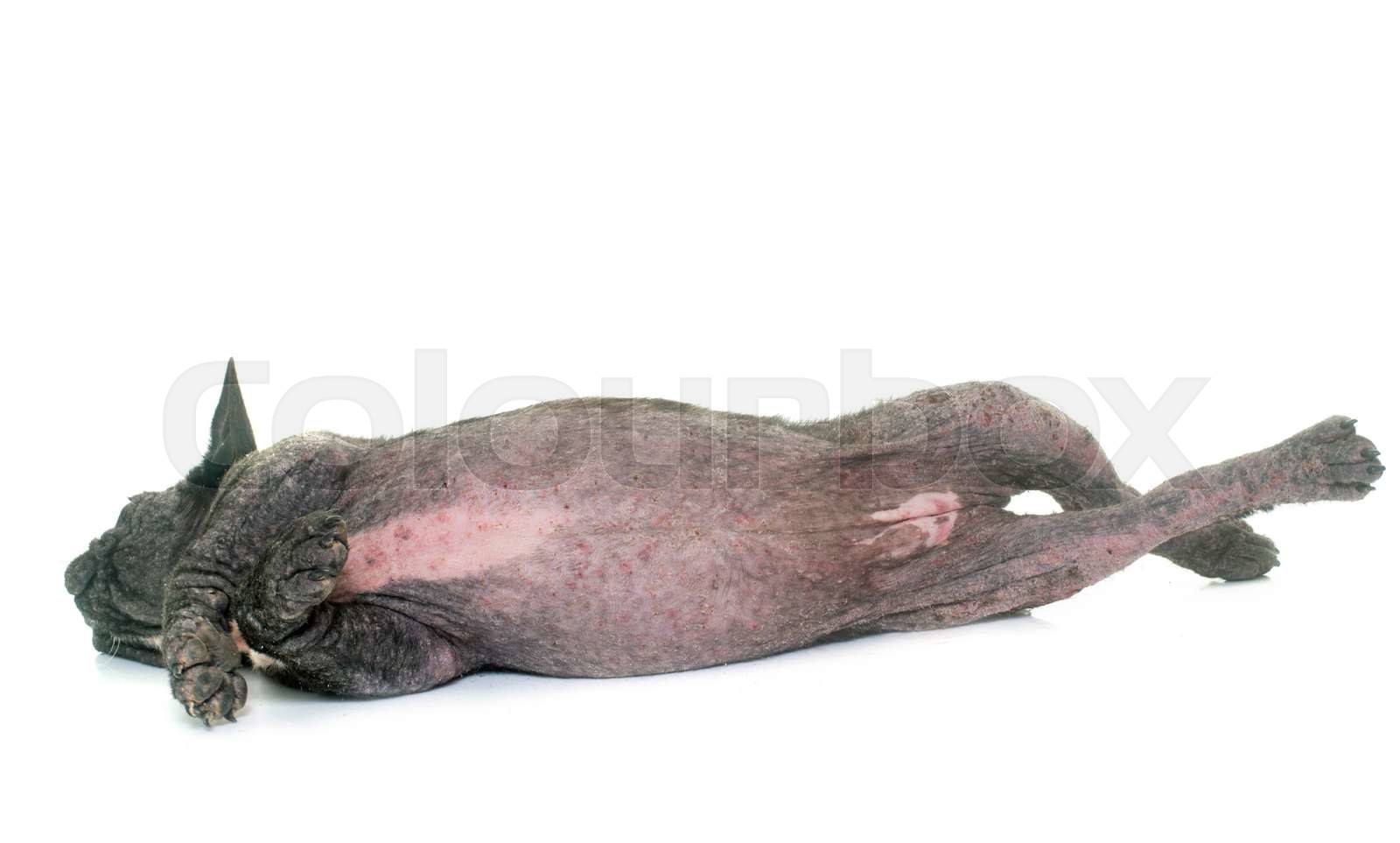 dog with Demodicosis | Stock image | Colourbox